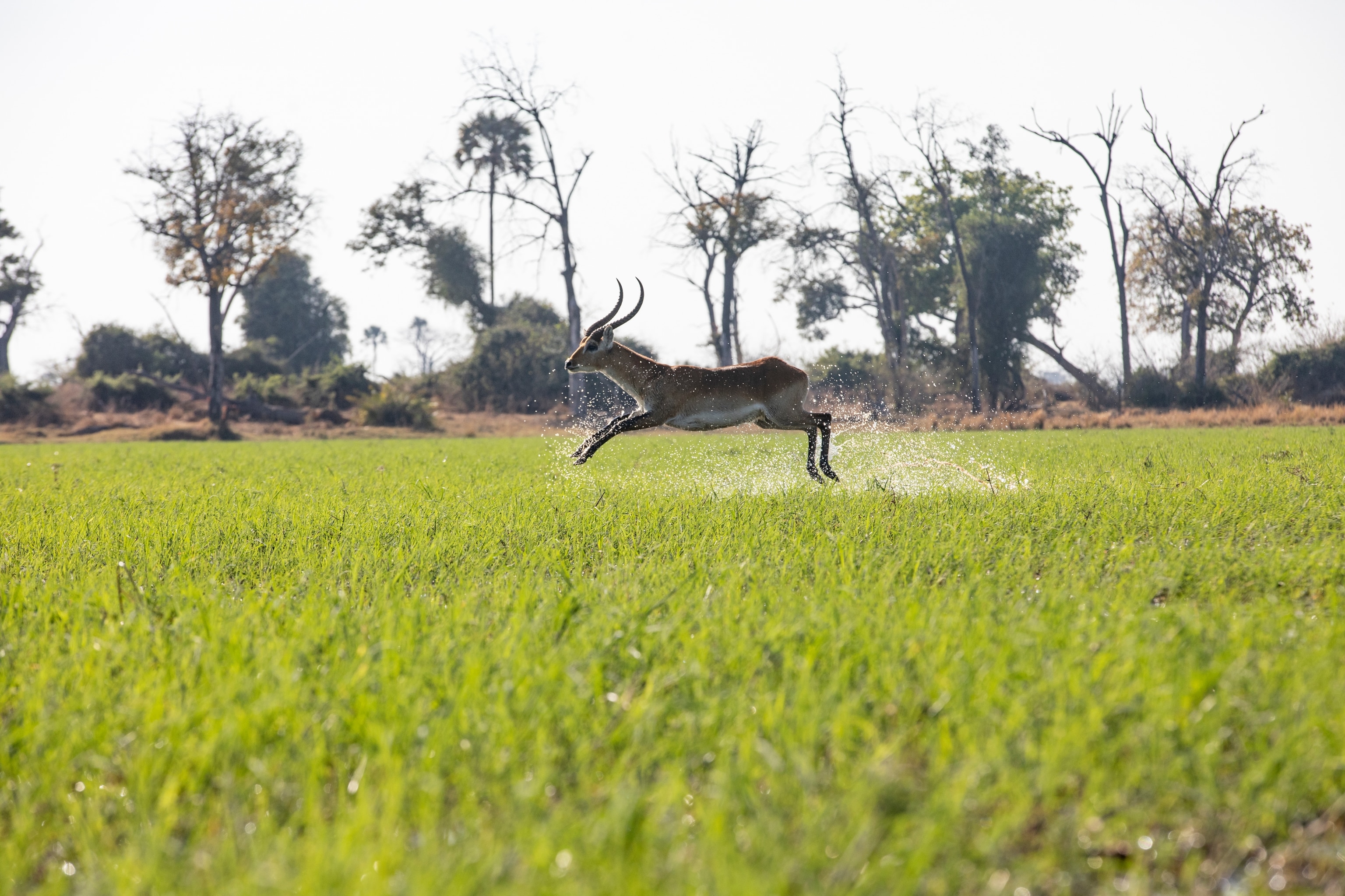 Steve Boyes traces life to its source in the Angolan Highlands