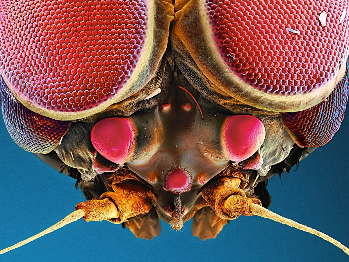 Bug-Eyed - National Geographic Magazine