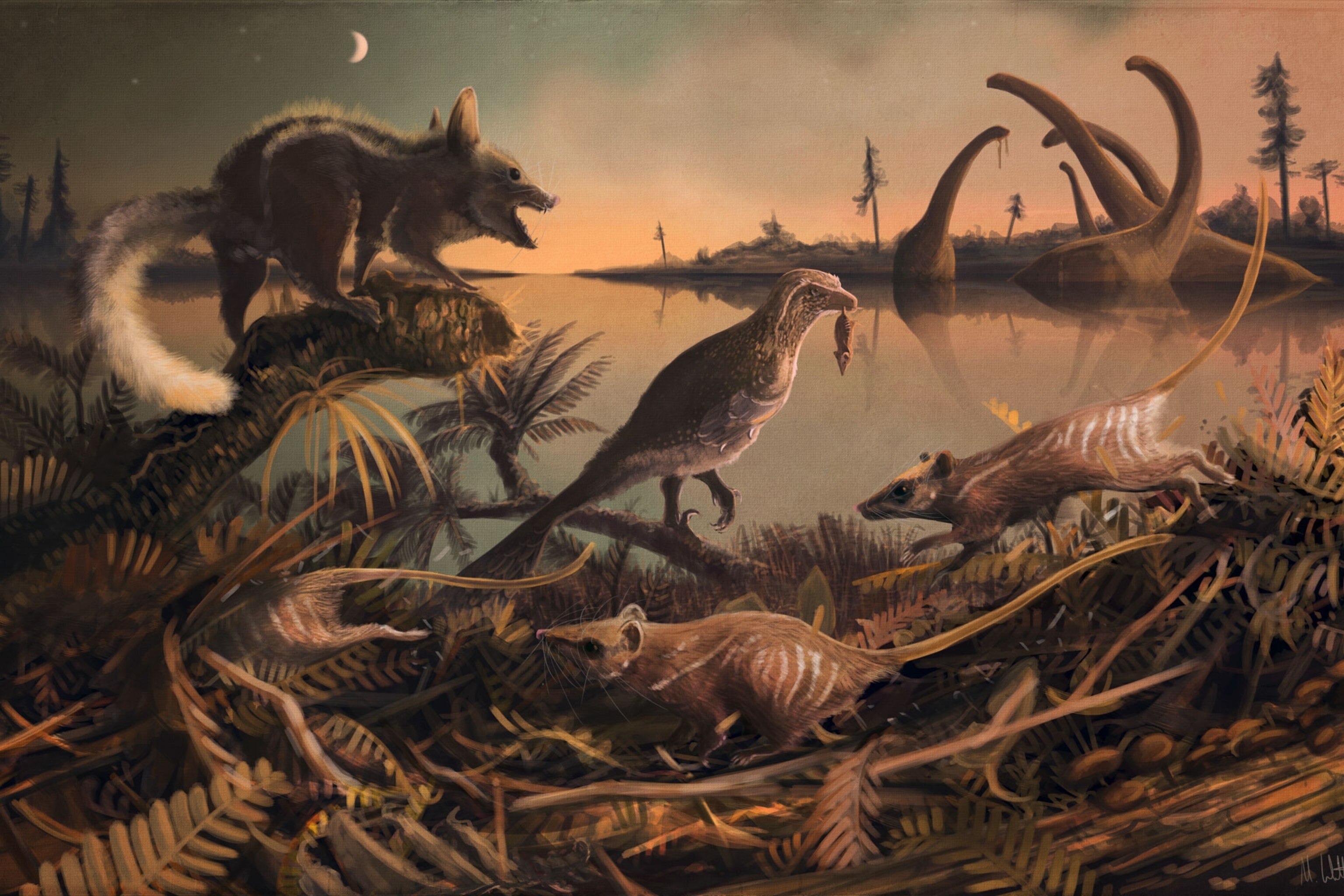 Fossils of Our Ancient Mammal Ancestors Found in Dorset