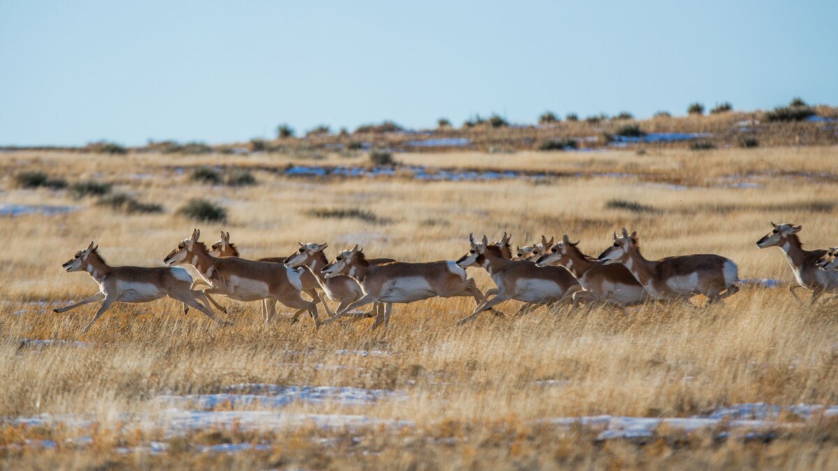 Pronghorn Revival: Restoring an American Icon | National Geographic