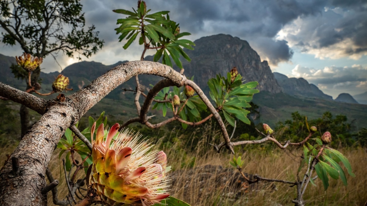 Nature makes a comeback in Mozambique | National Geographic
