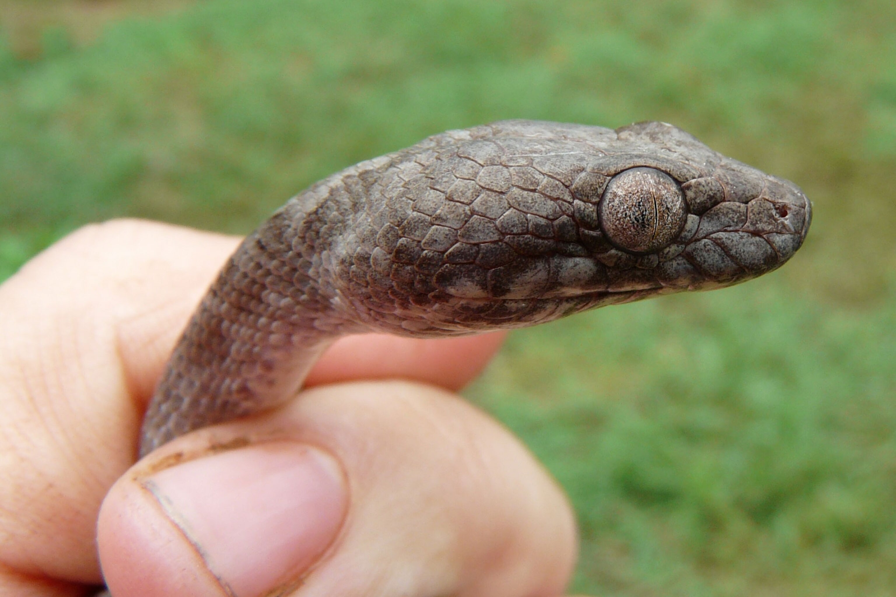 Creepy and Weird Animals