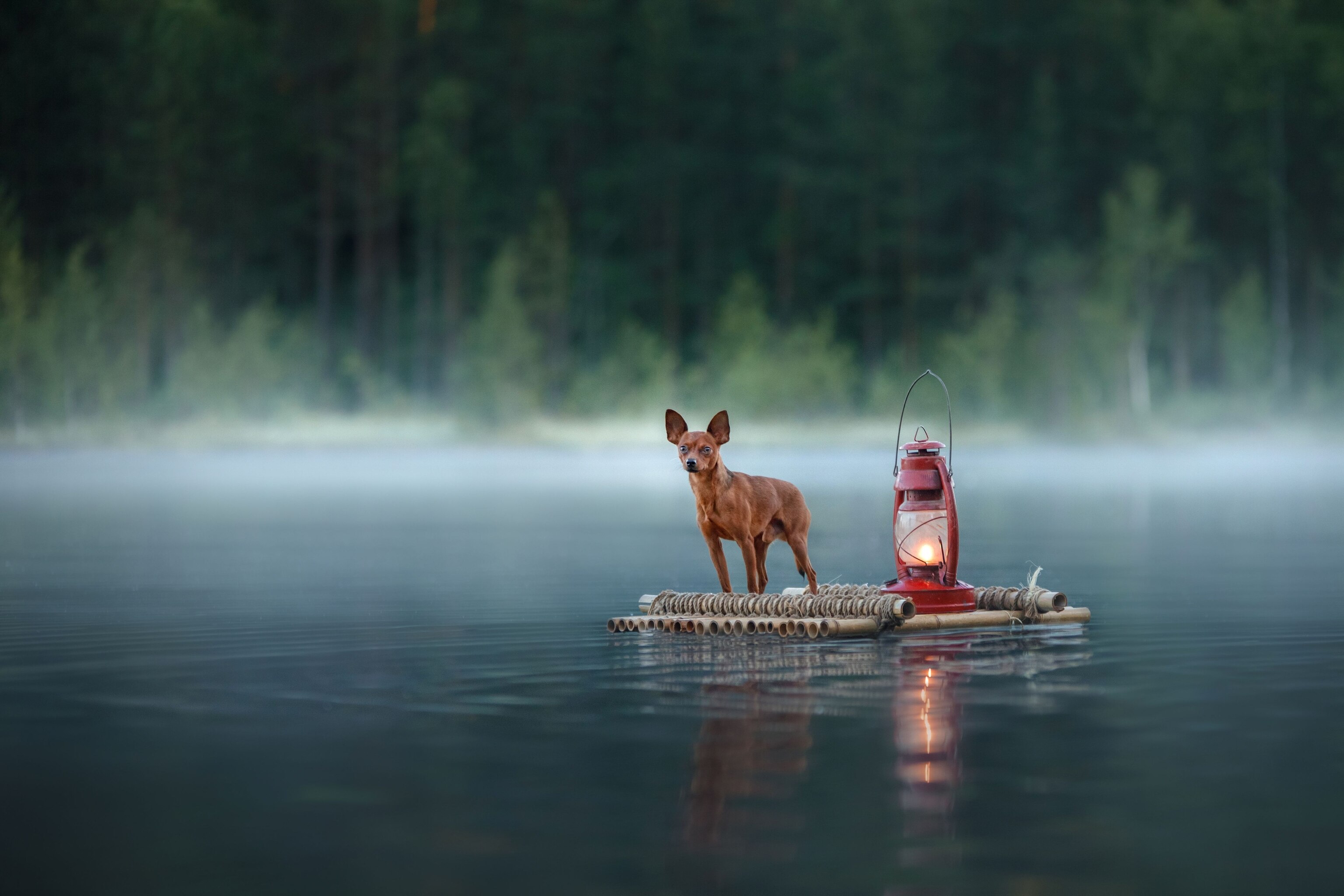 Photos of dogs adventuring and hiking around the world