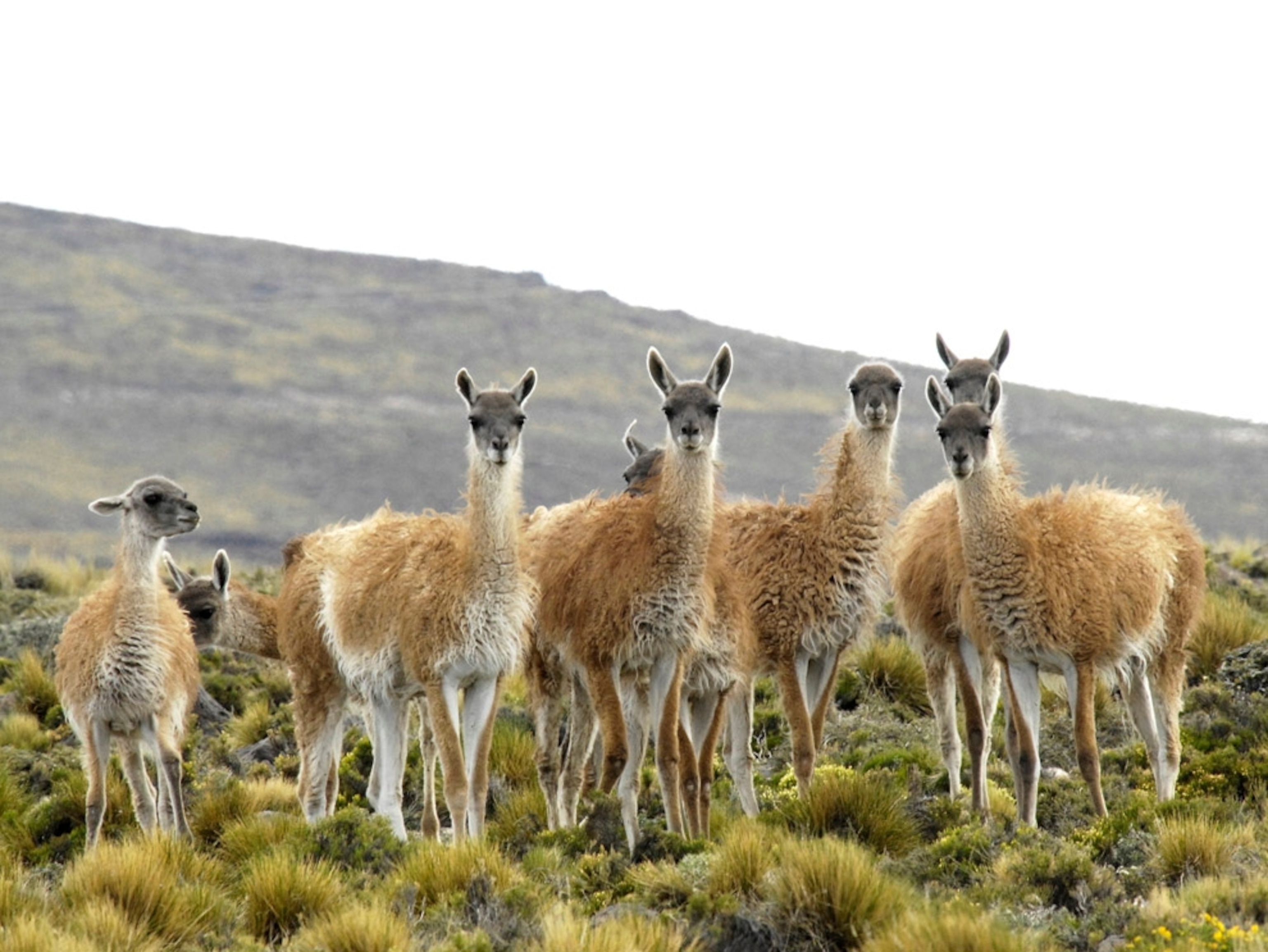 Patagonia Wildlife Photos - National Geographic