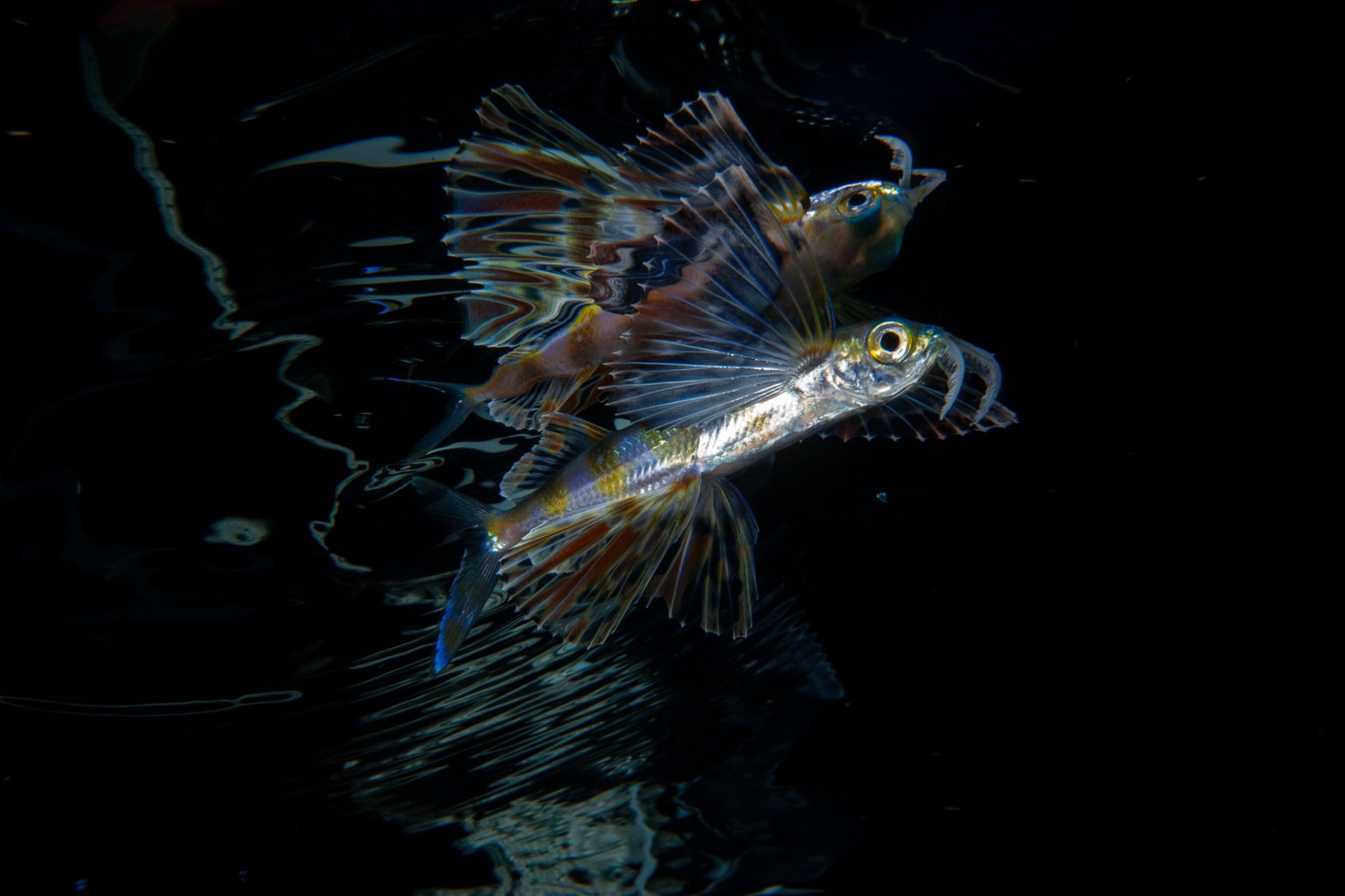 Sylvia Earle: Why the Sargasso Sea is a living laboratory for change