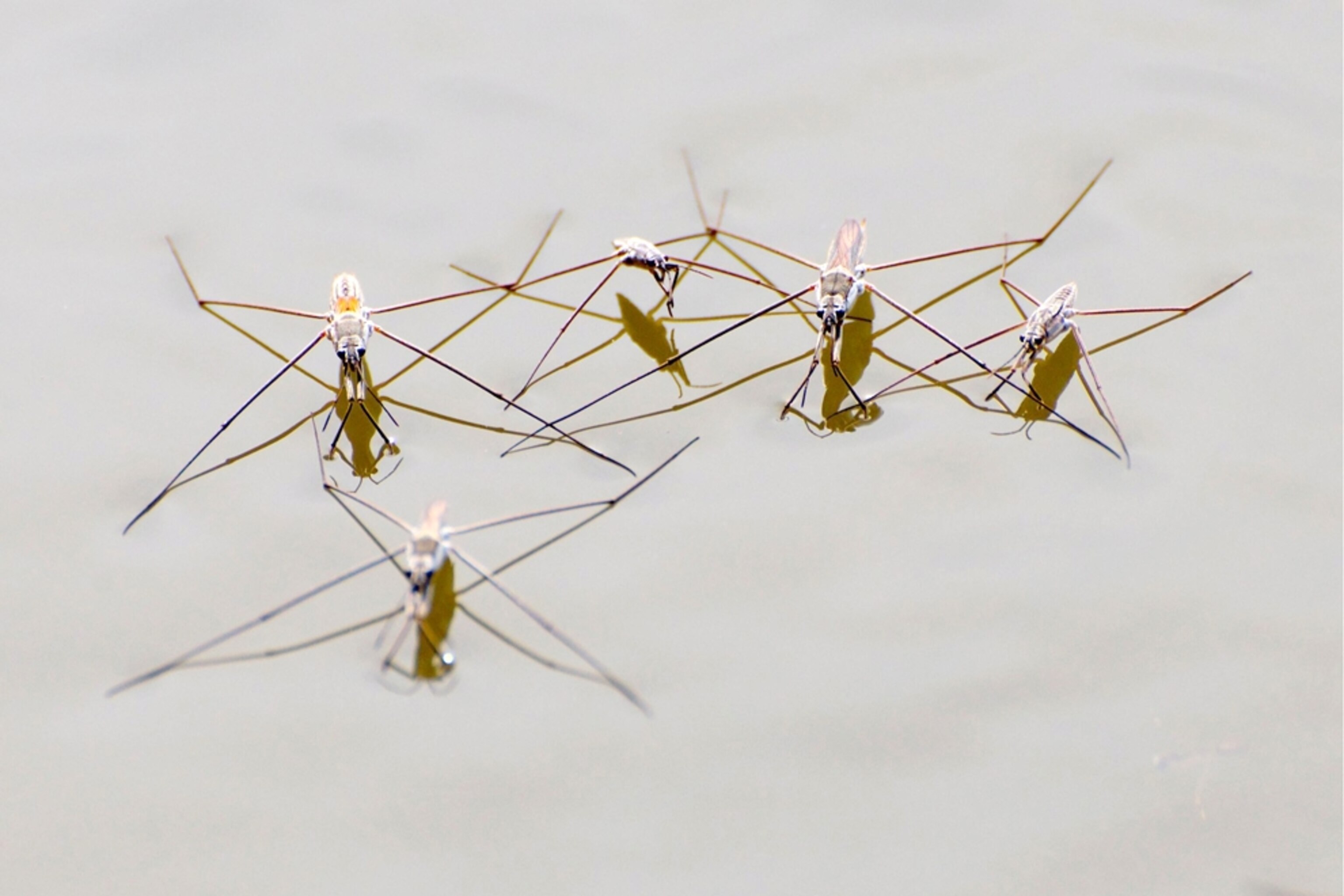 Freshwater Insect Pictures -- National Geographic