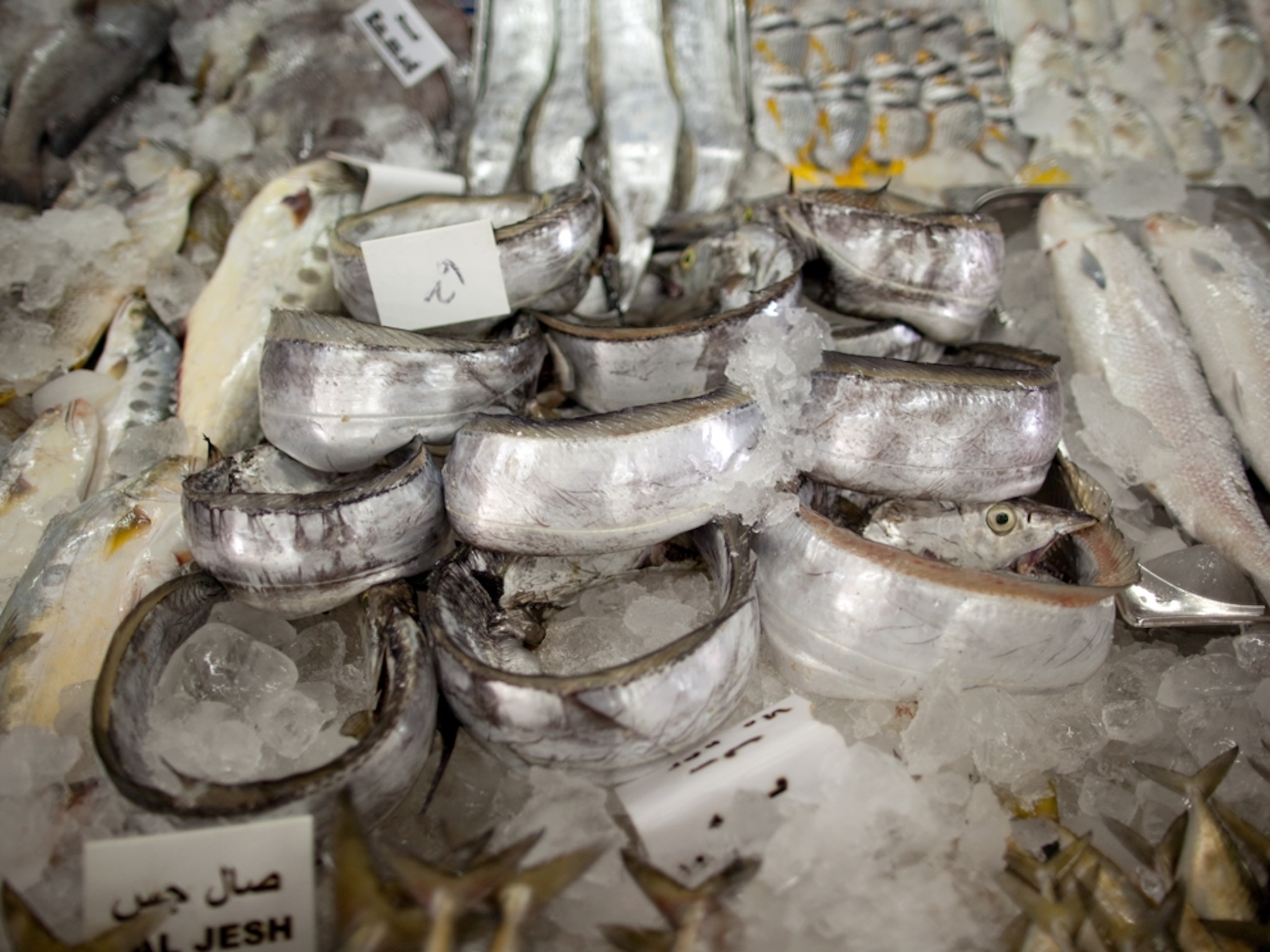 Abu Dhabi Fish Market Photos -- National Geographic | National Geographic