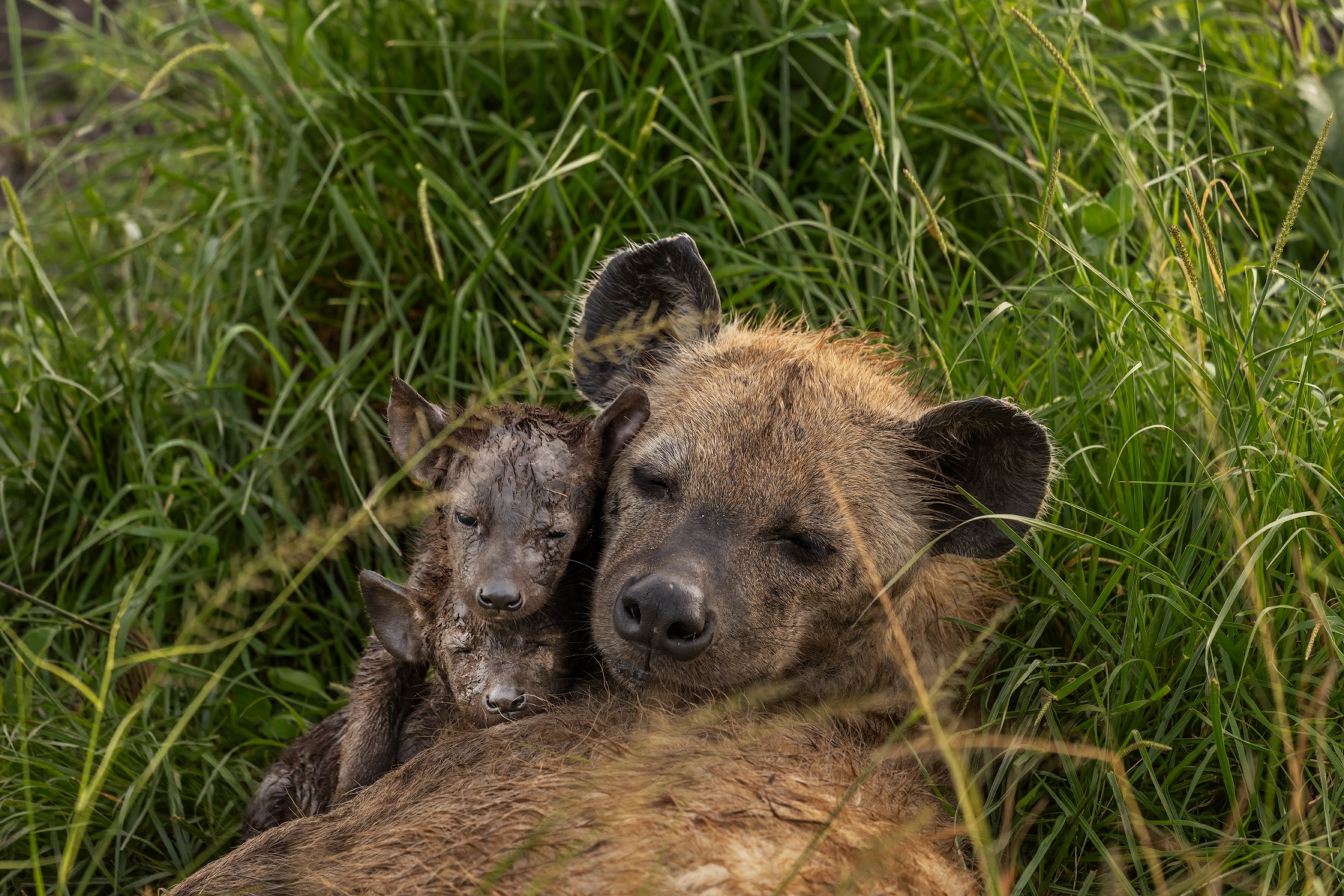 Love them or hate them, hyenas are getting the last laugh