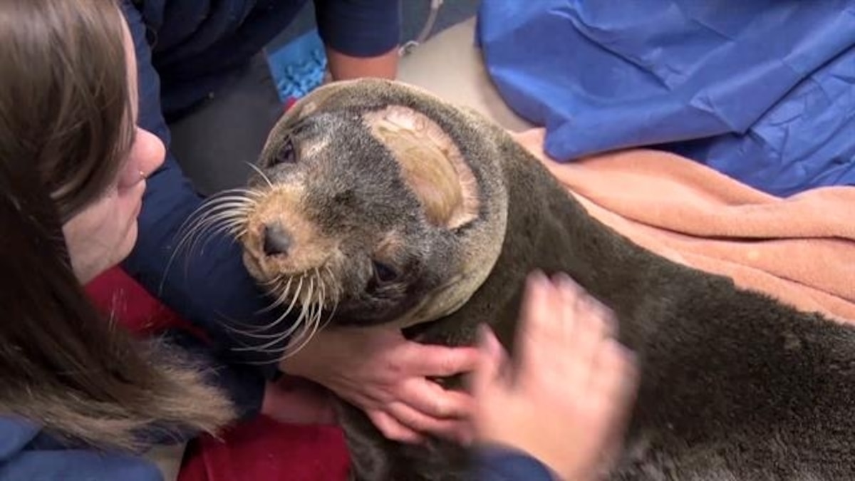 First-of-Its-Kind Brain Surgery Saves Beloved Fur Seal | National ...