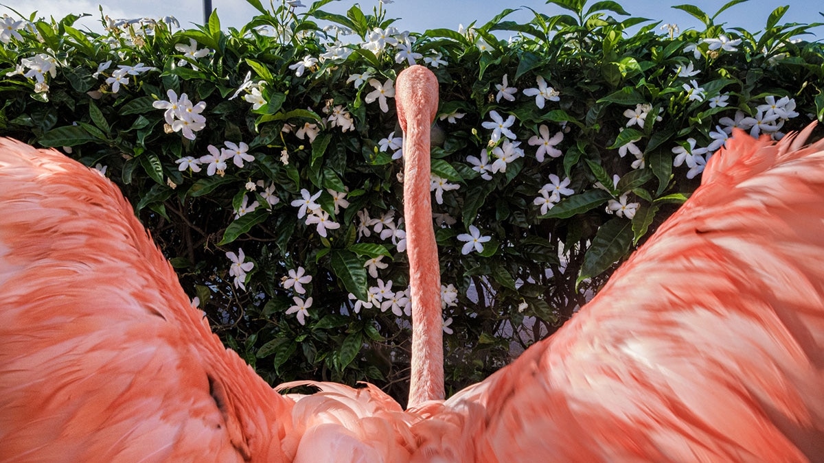 What happens when a photographer falls for a flamingo? | National ...