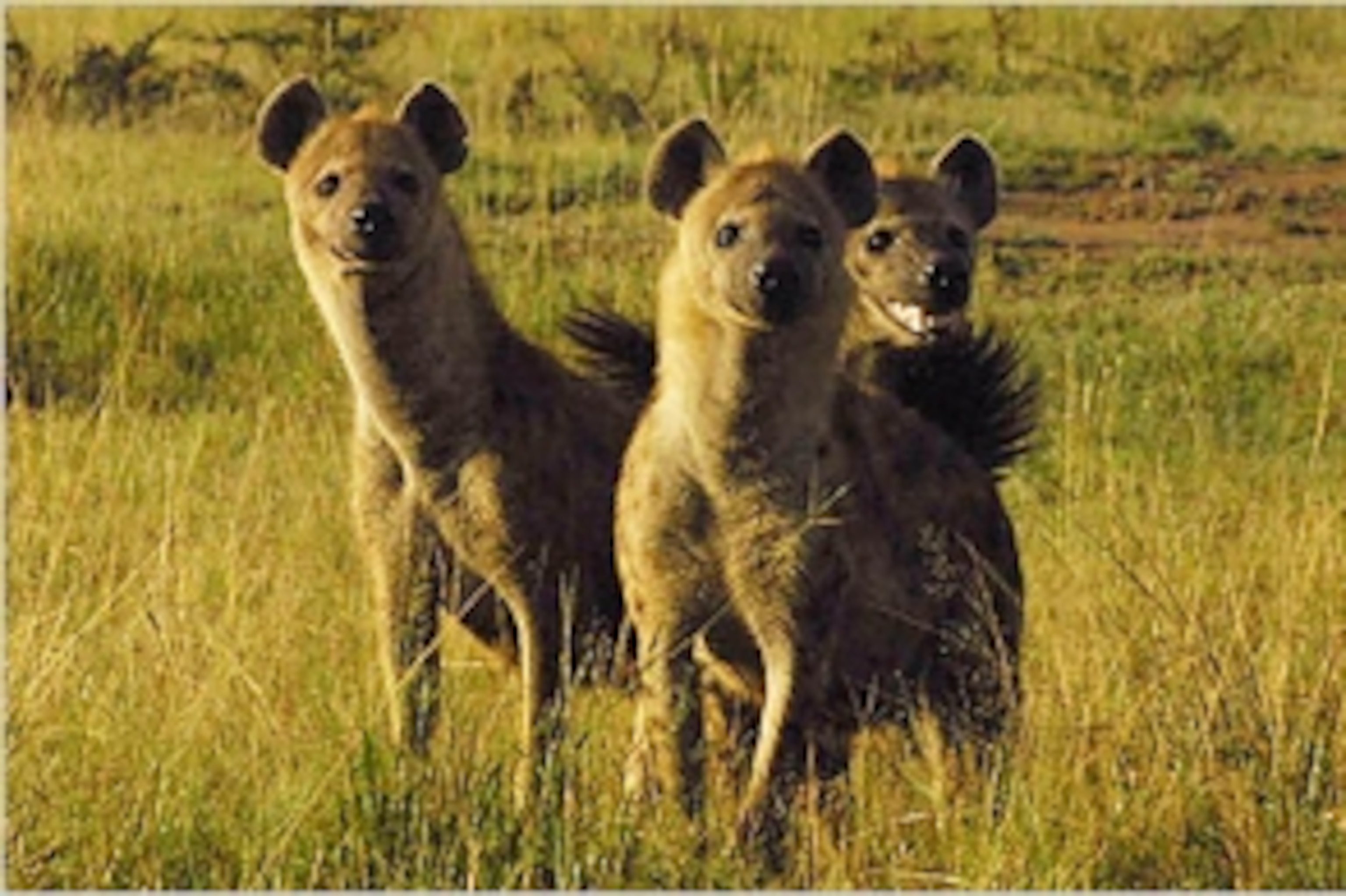 The Mind of the Hyena