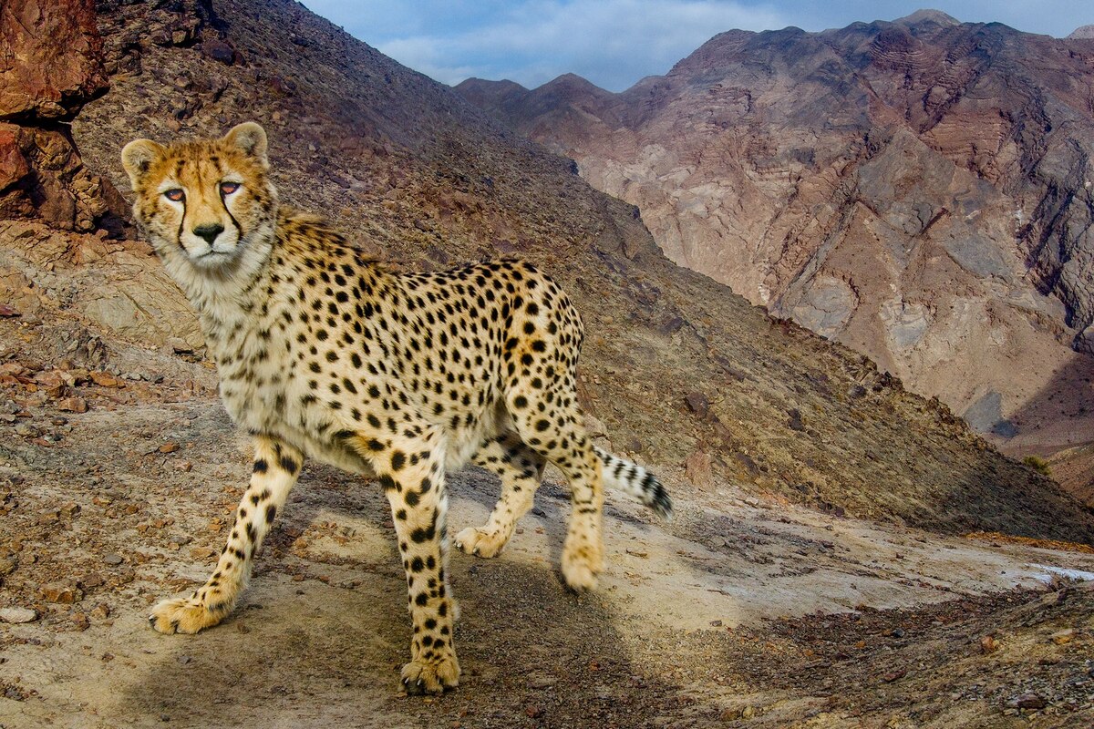 Jailed researchers trying to protect threatened cheetahs in Iran await ...