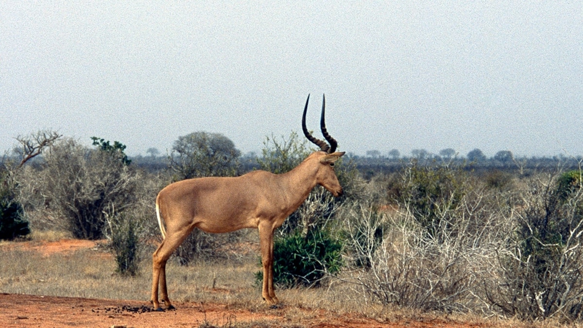 Entire Mammal Genus on Brink of Extinction | National Geographic
