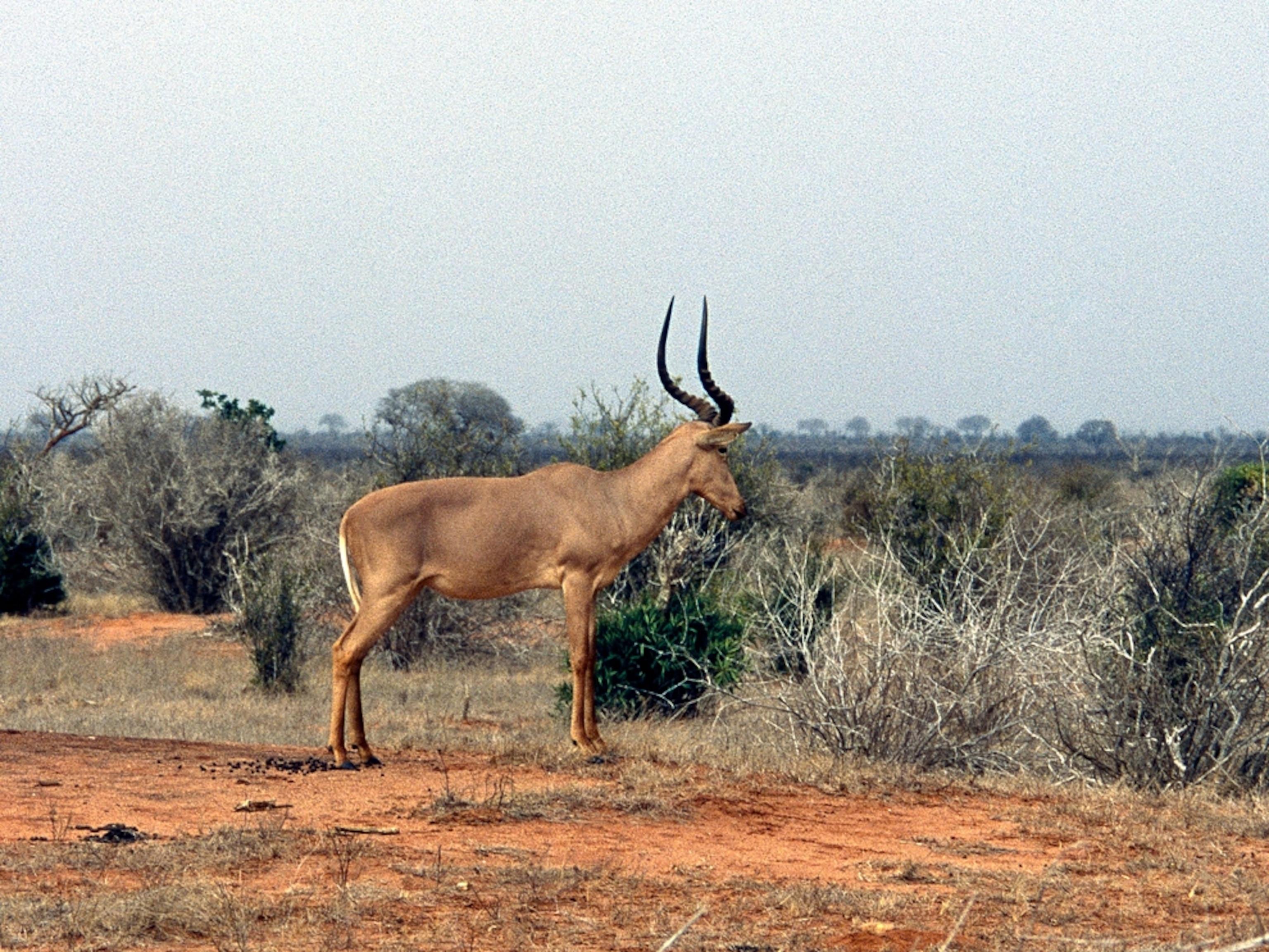 Entire Mammal Genus on Brink of Extinction