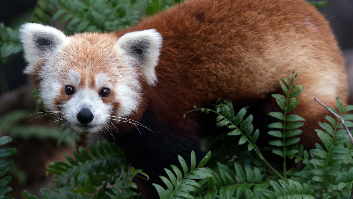 Lost and Found: Rusty, the Red Panda Returns to National Zoo | National ...