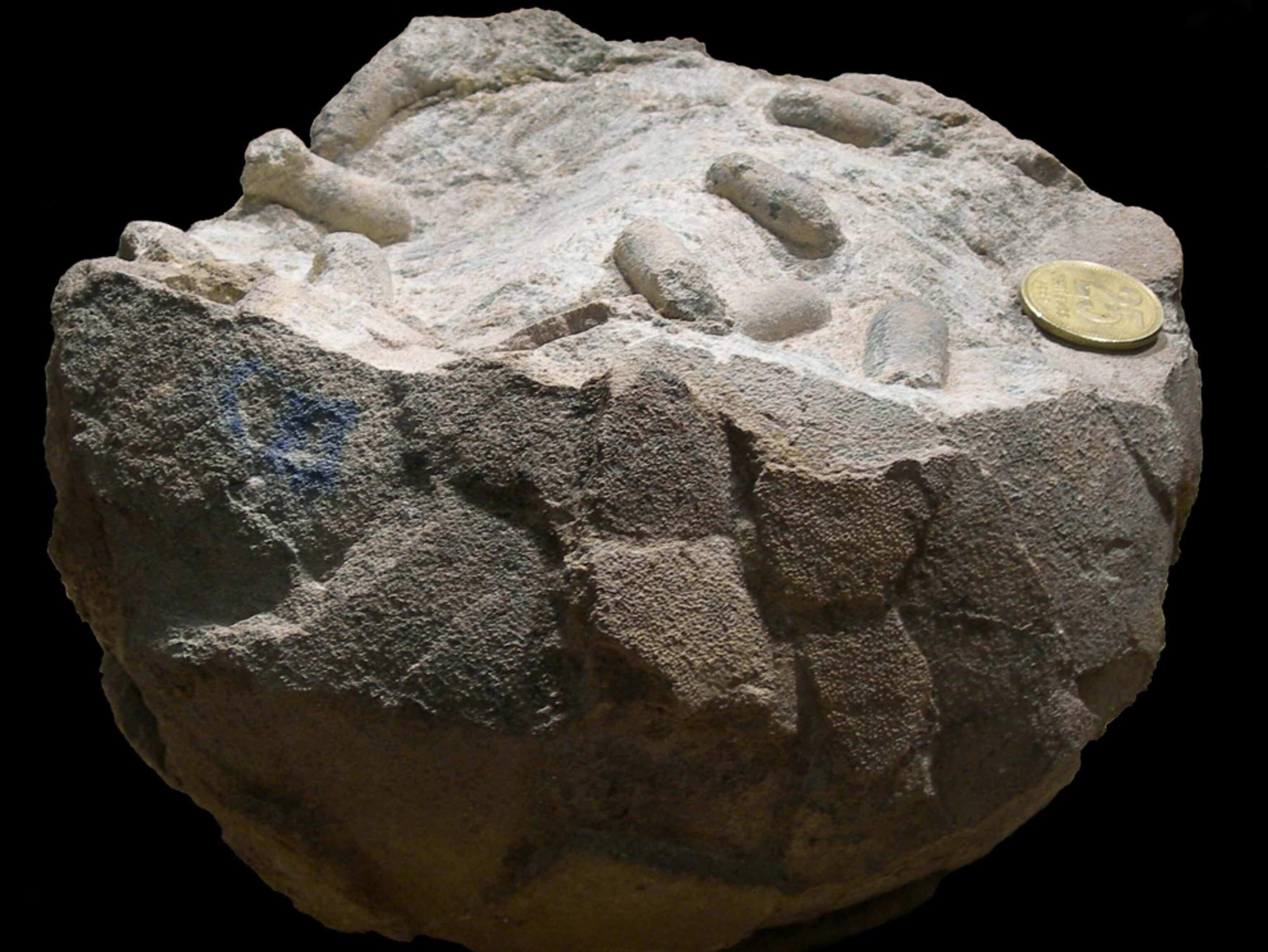 Ancient Wasps Roosted in Rotting Dinosaur Eggs?