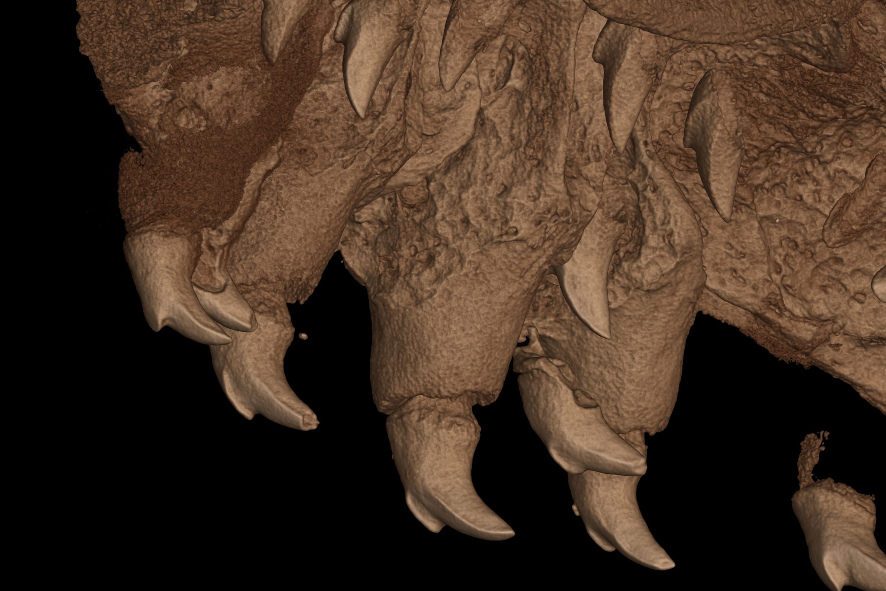 This mysterious frog re-evolved a full set of teeth