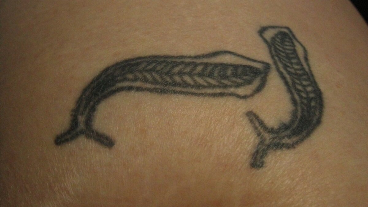 Pikaia (An Early Fish) | National Geographic