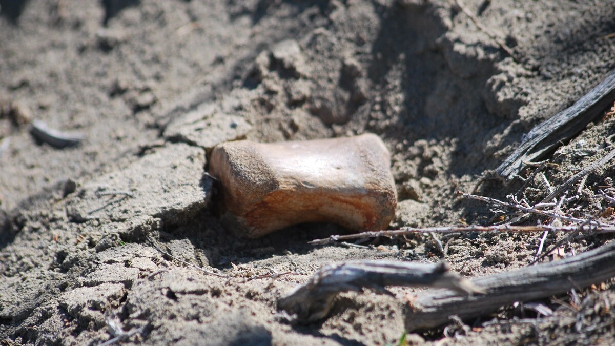 Petrified Afterlives | National Geographic