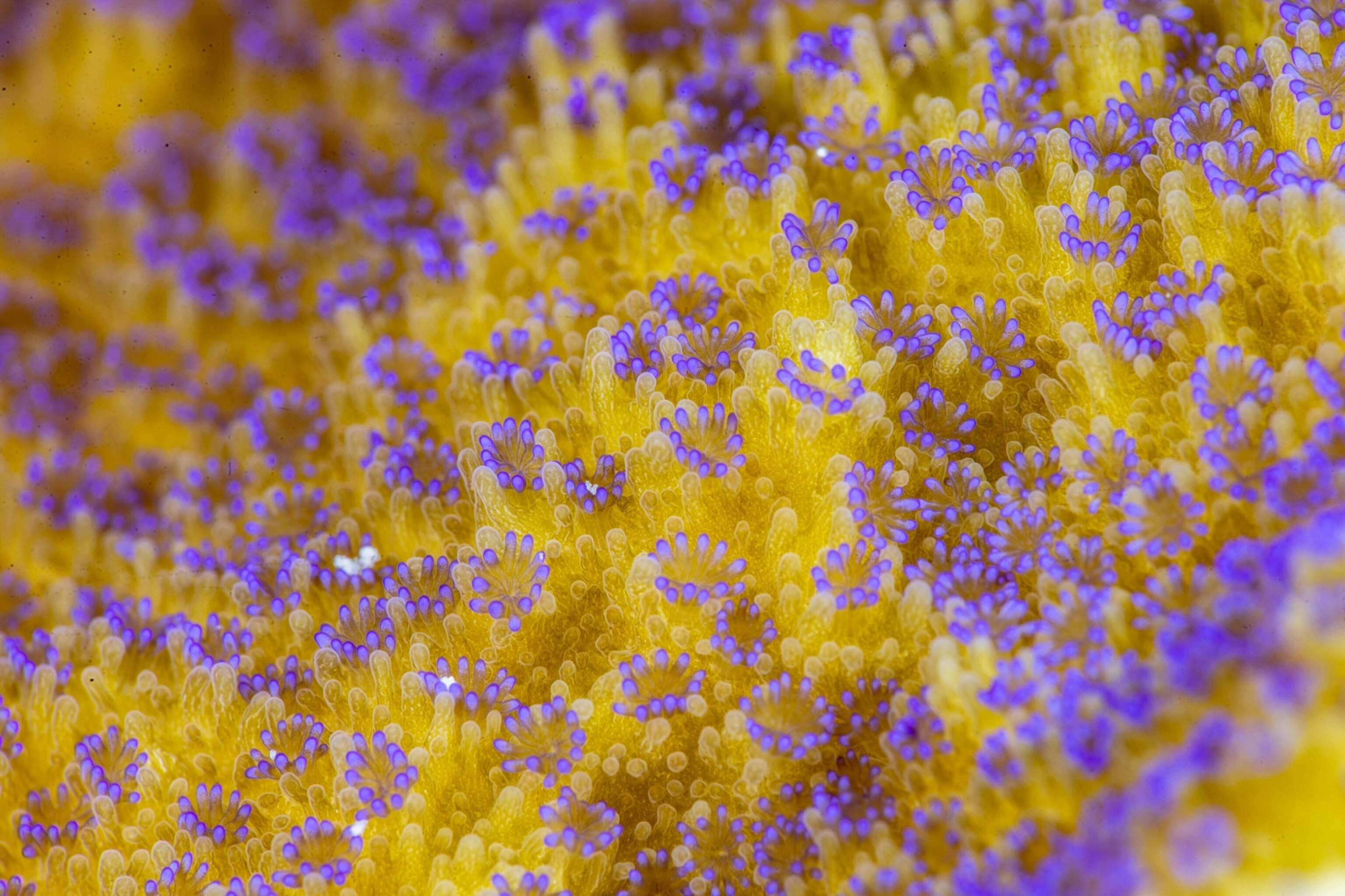 Once devastated, these Pacific reefs have seen an amazing rebirth