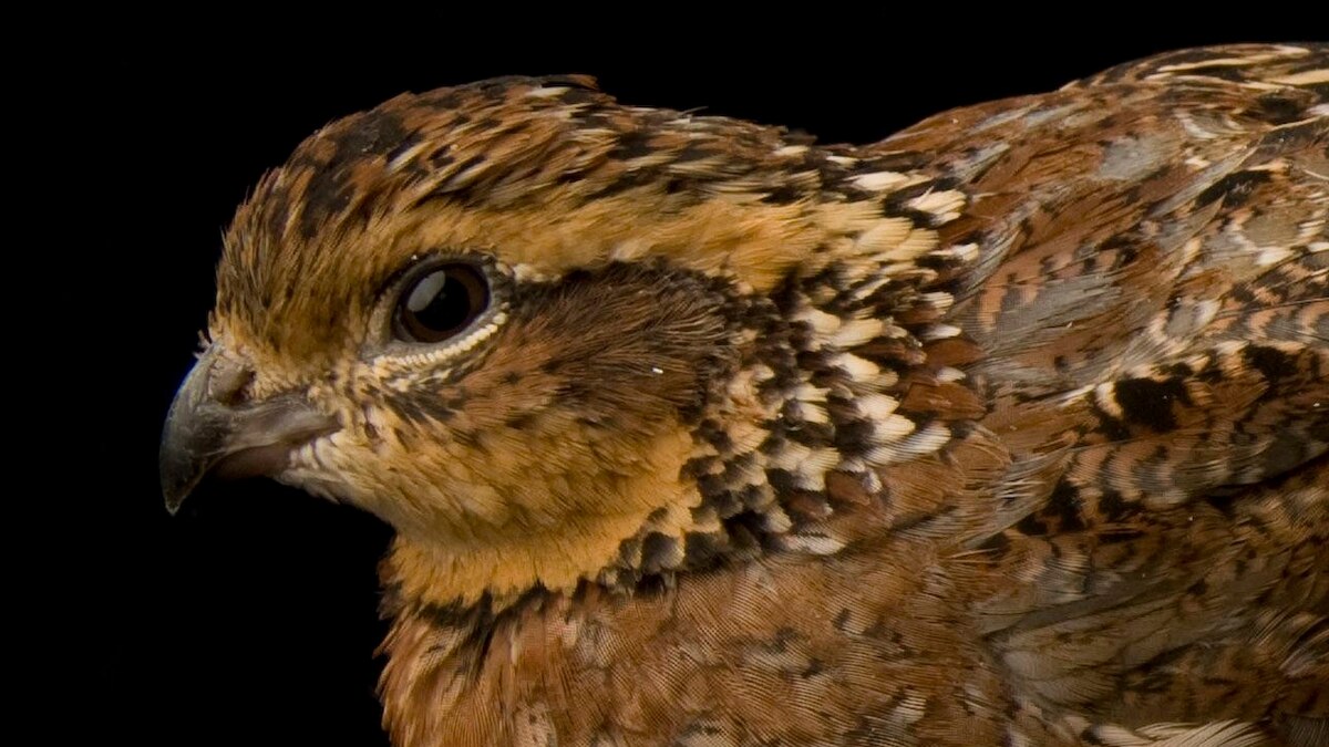 Northern Bobwhite | National Geographic | National Geographic