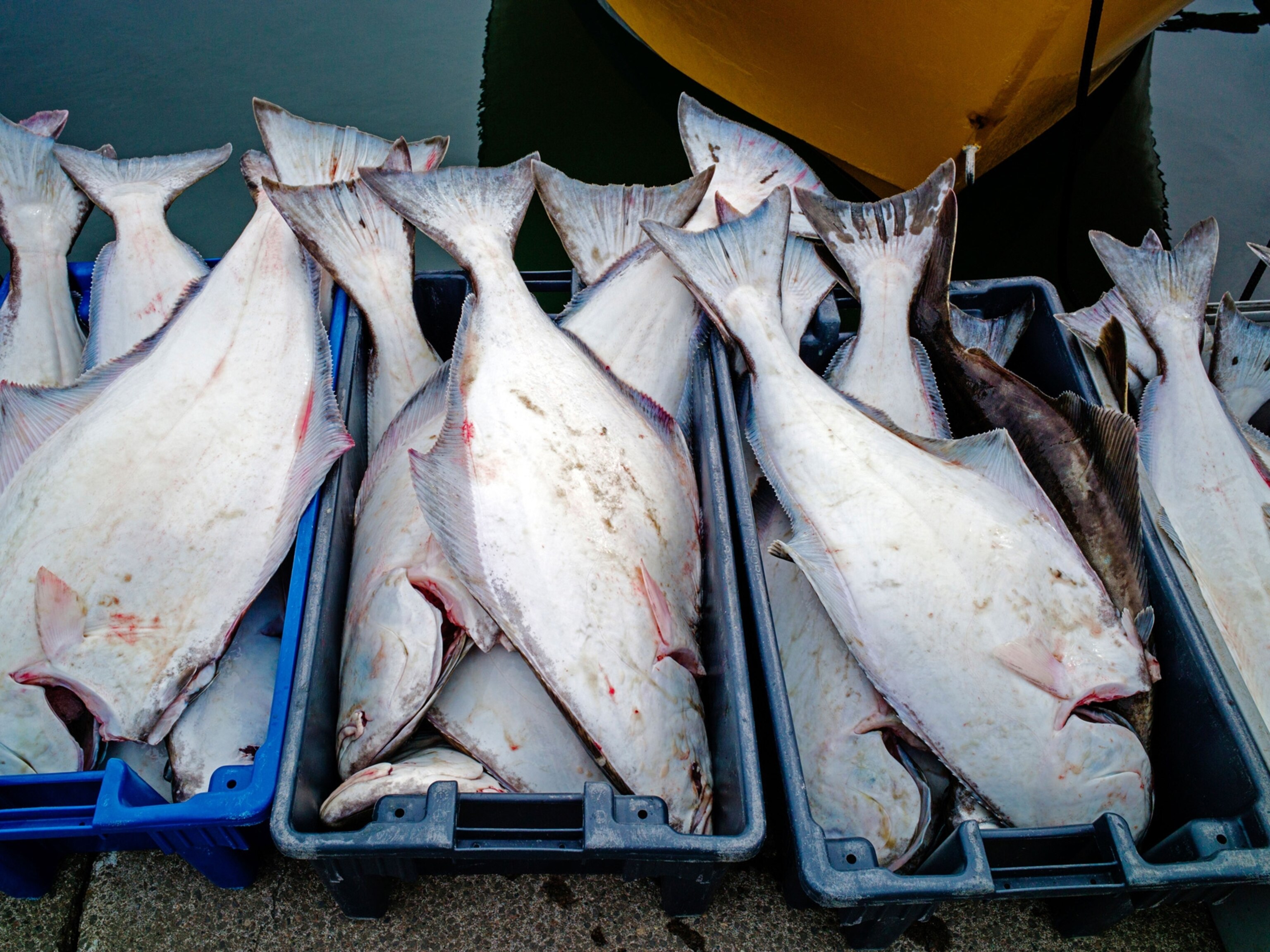 Alaskan Halibut Food