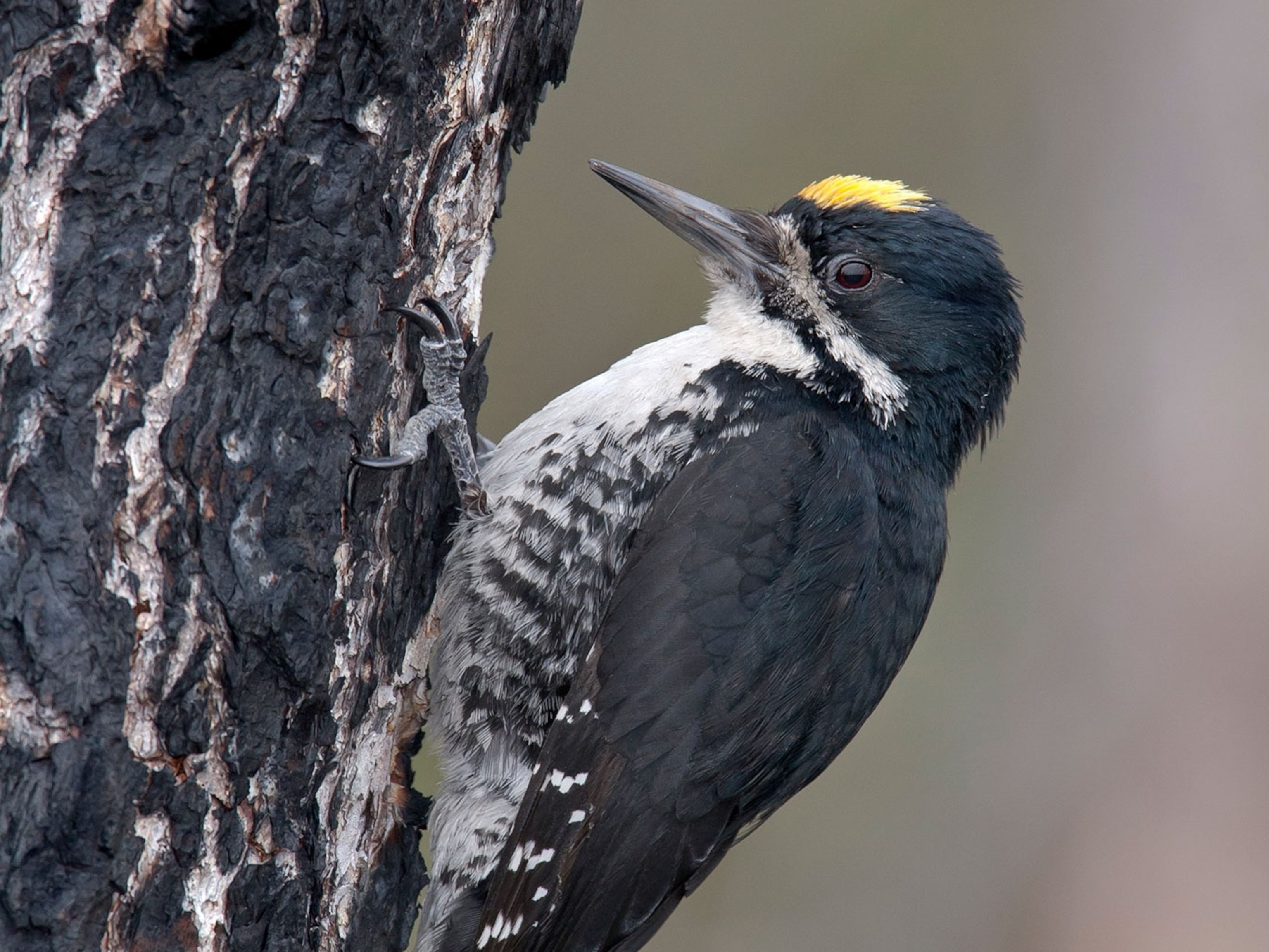 Black Backed Woodpecker