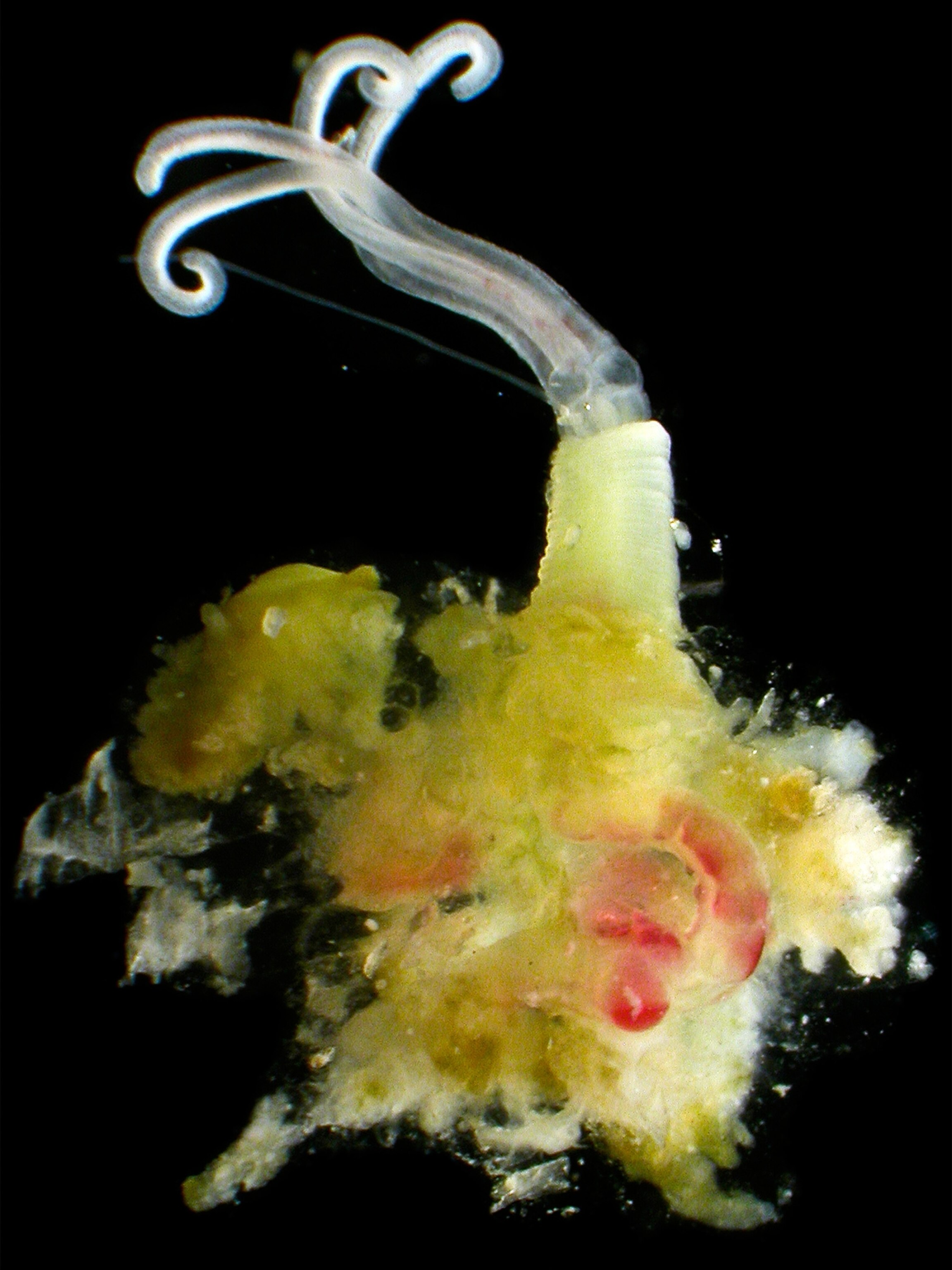 New Species of Naked Bone-Eating Worms in Antarctica