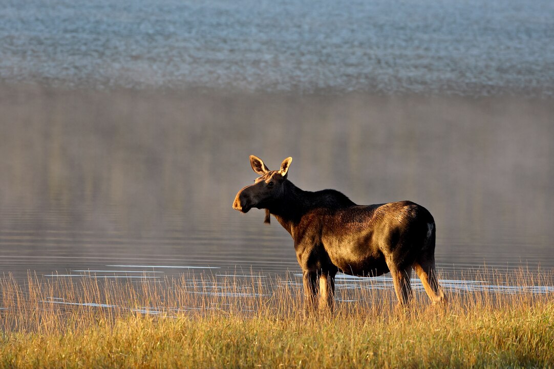 Highland Climate Animals