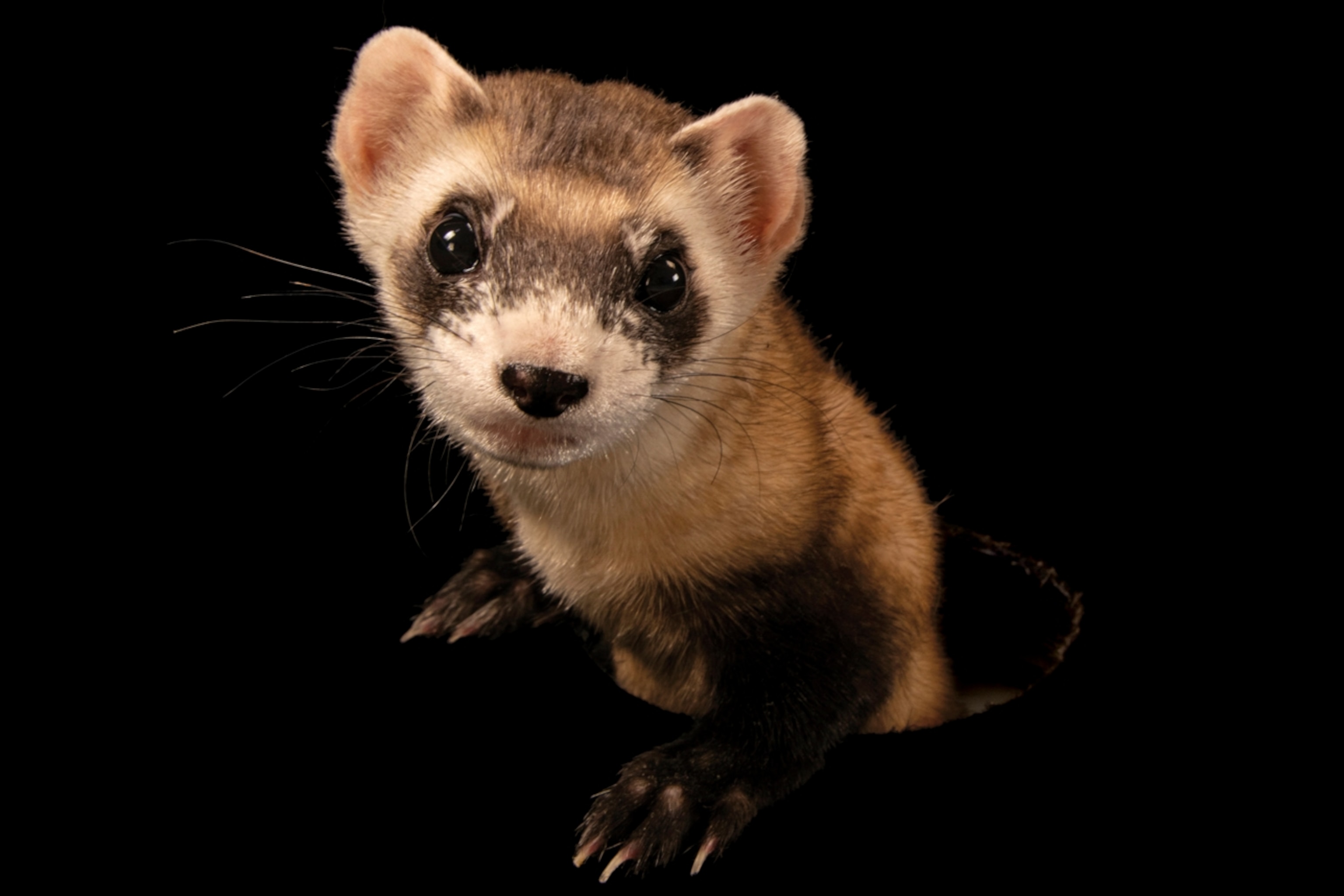 These 5 lesser-known species may vanish. If they do, we’re all in trouble.