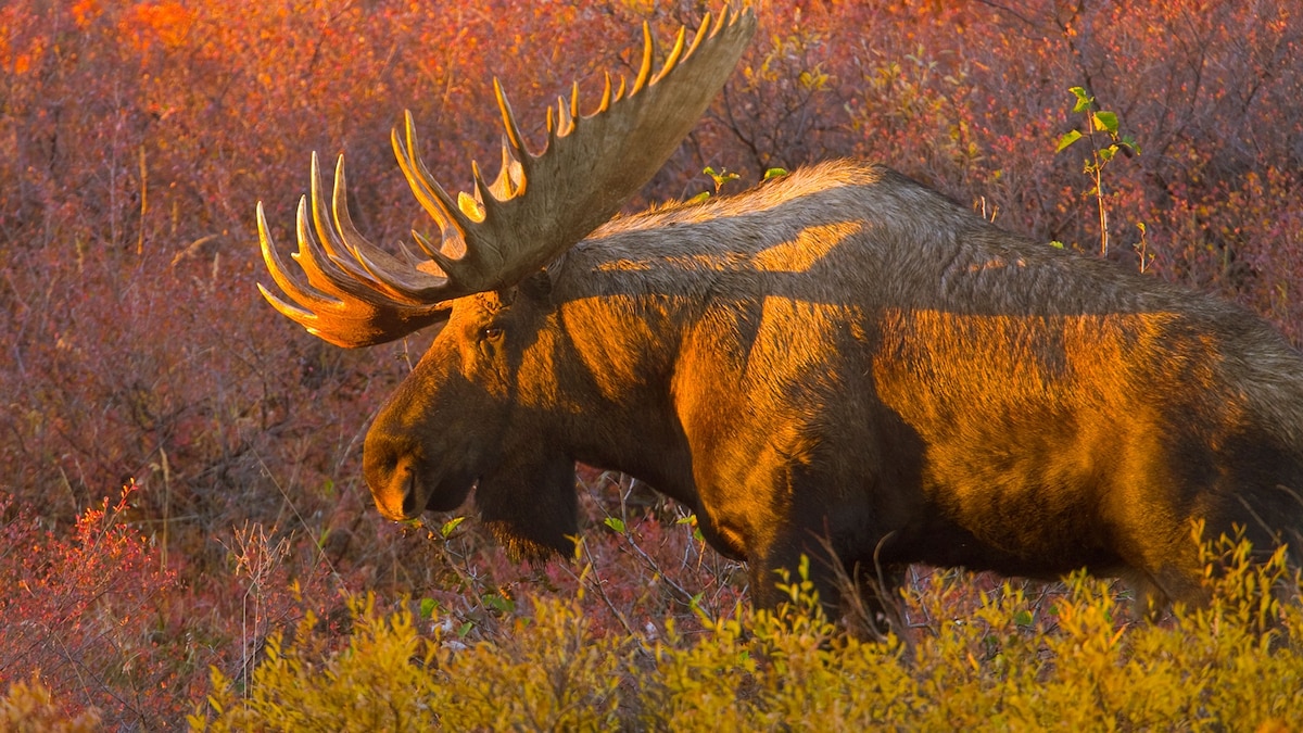 Fascinating ways animals prepare for winter