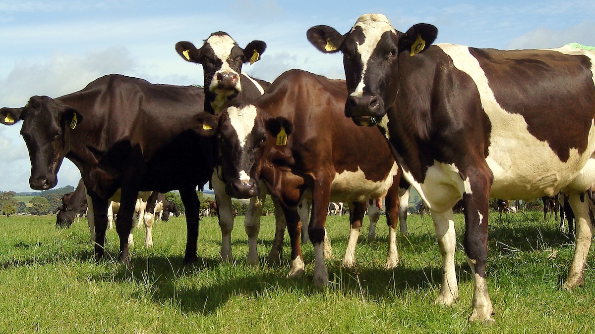 Off Grain, Onto Grass: An Author Urges Changes in Animal Farming ...