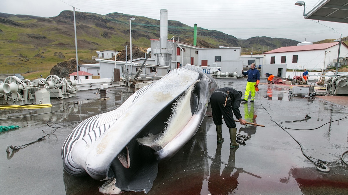 Iceland Will Stop Hunting Fin Whales...for Now | National Geographic