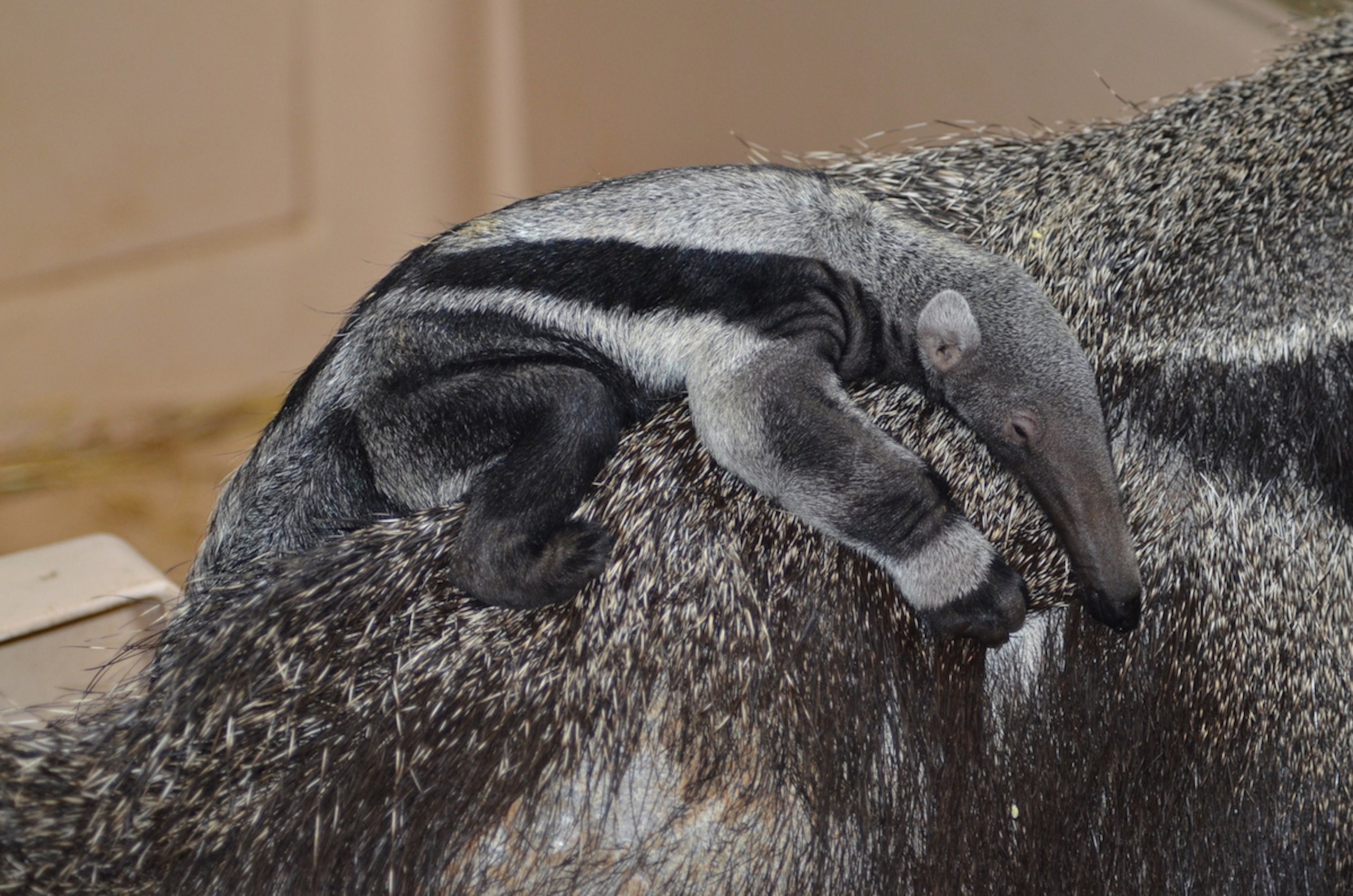 Anteater’s Surprise Pregnancy: Virgin Birth Explained | National Geographic