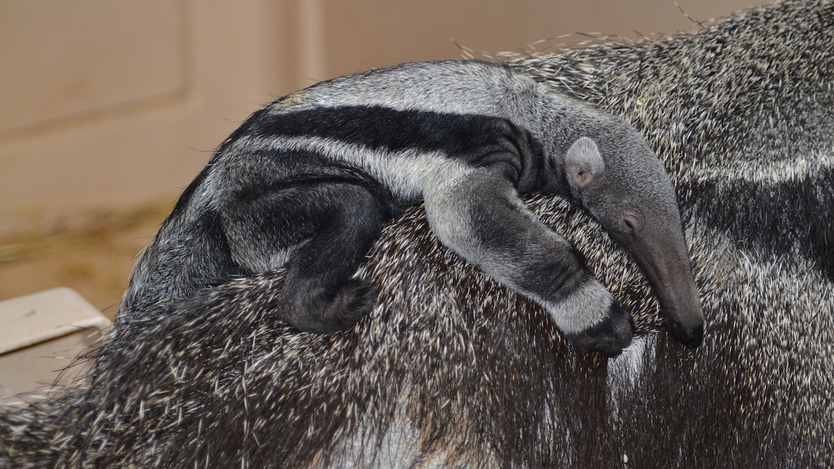 Anteater’s Surprise Pregnancy: Virgin Birth Explained | National Geographic
