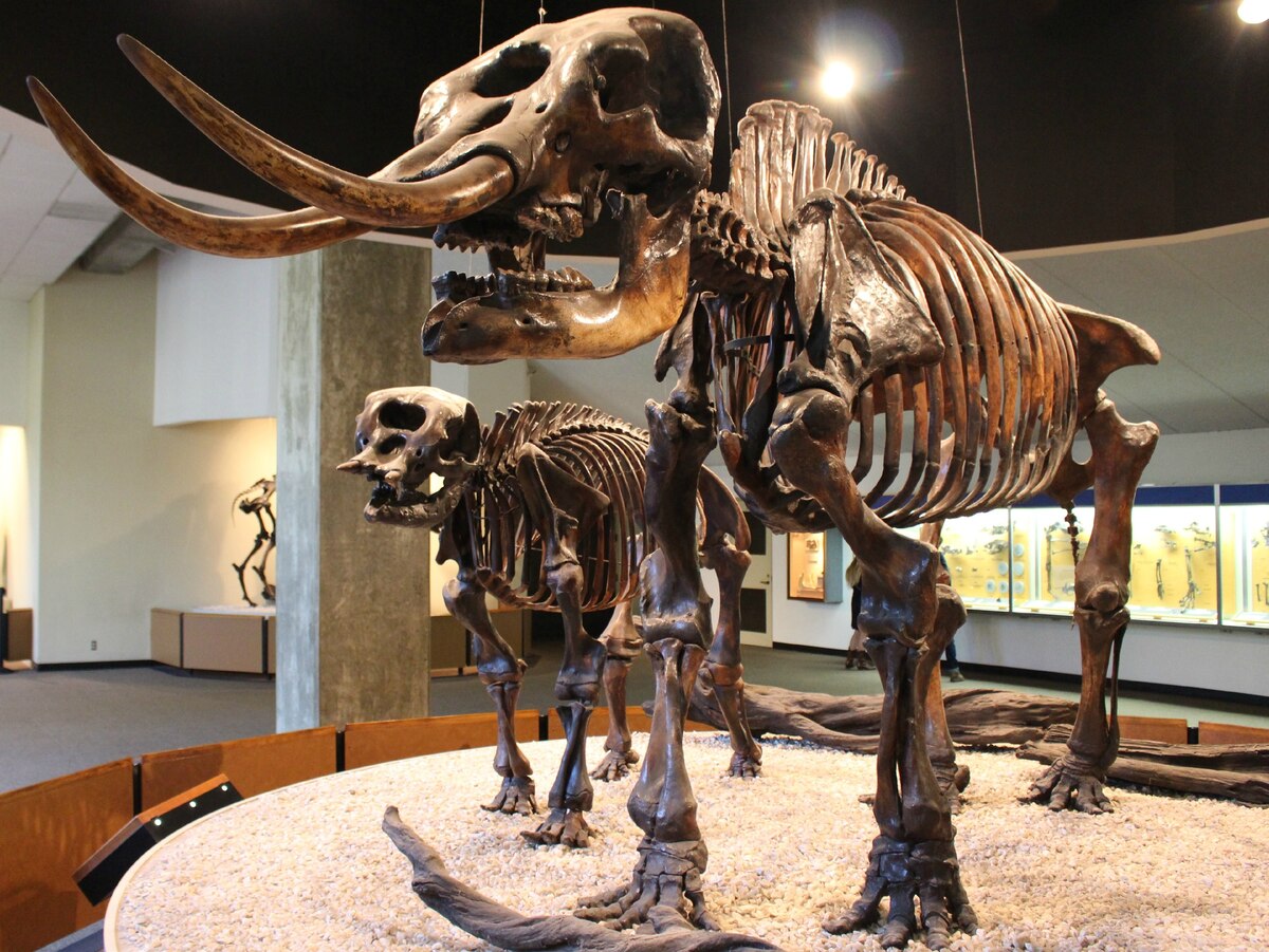 Science Word of the Day: Mastodon