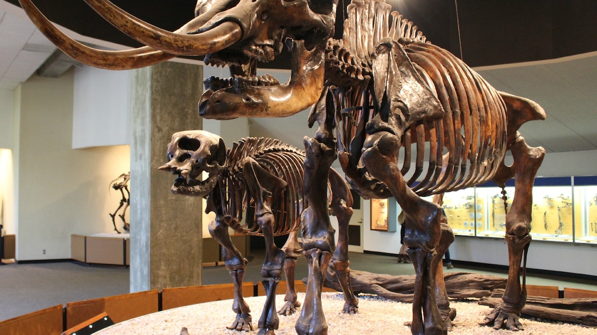 Science Word of the Day: Mastodon | National Geographic