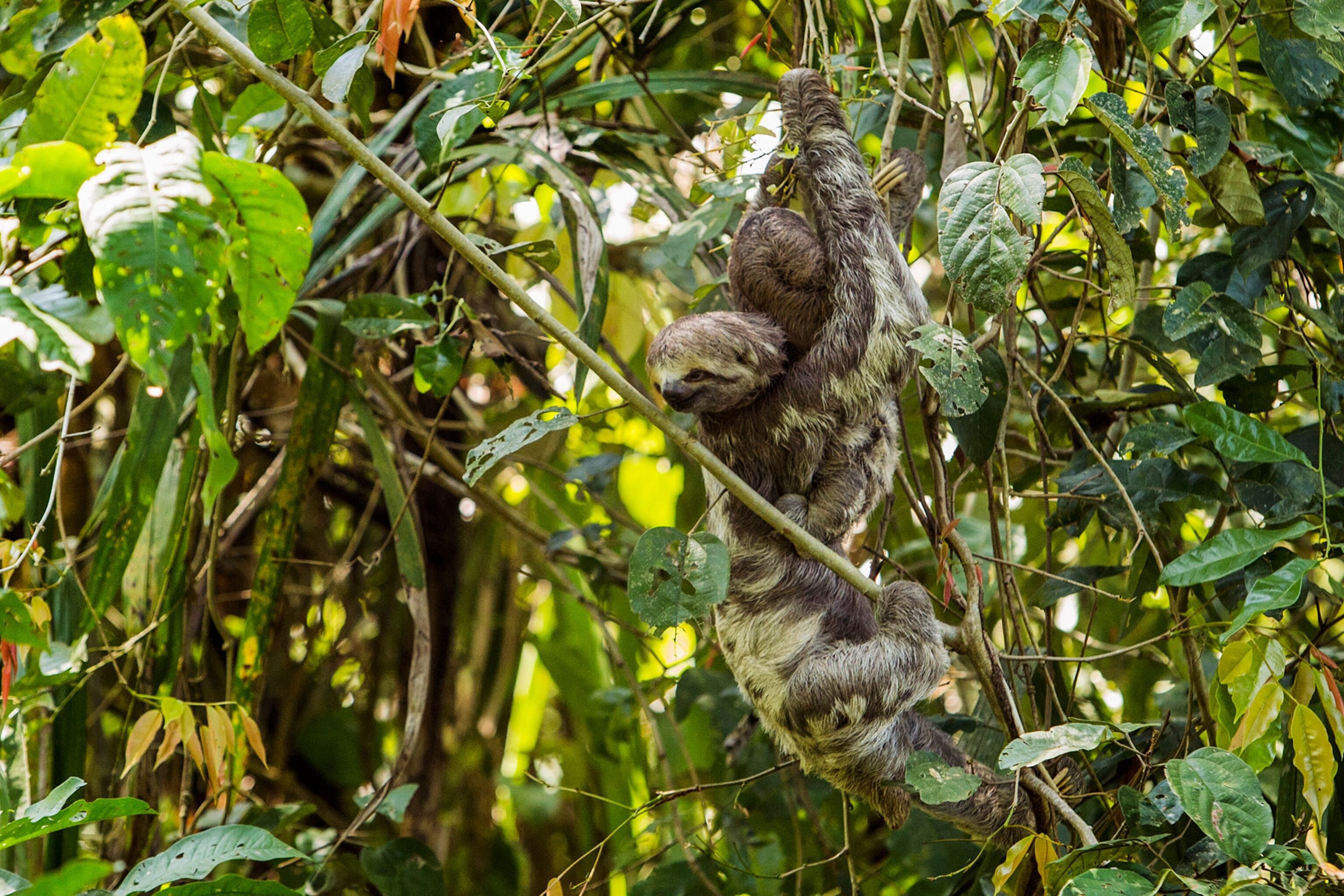 Special Report: The Amazon Is the New Frontier for Deadly Wildlife Tourism