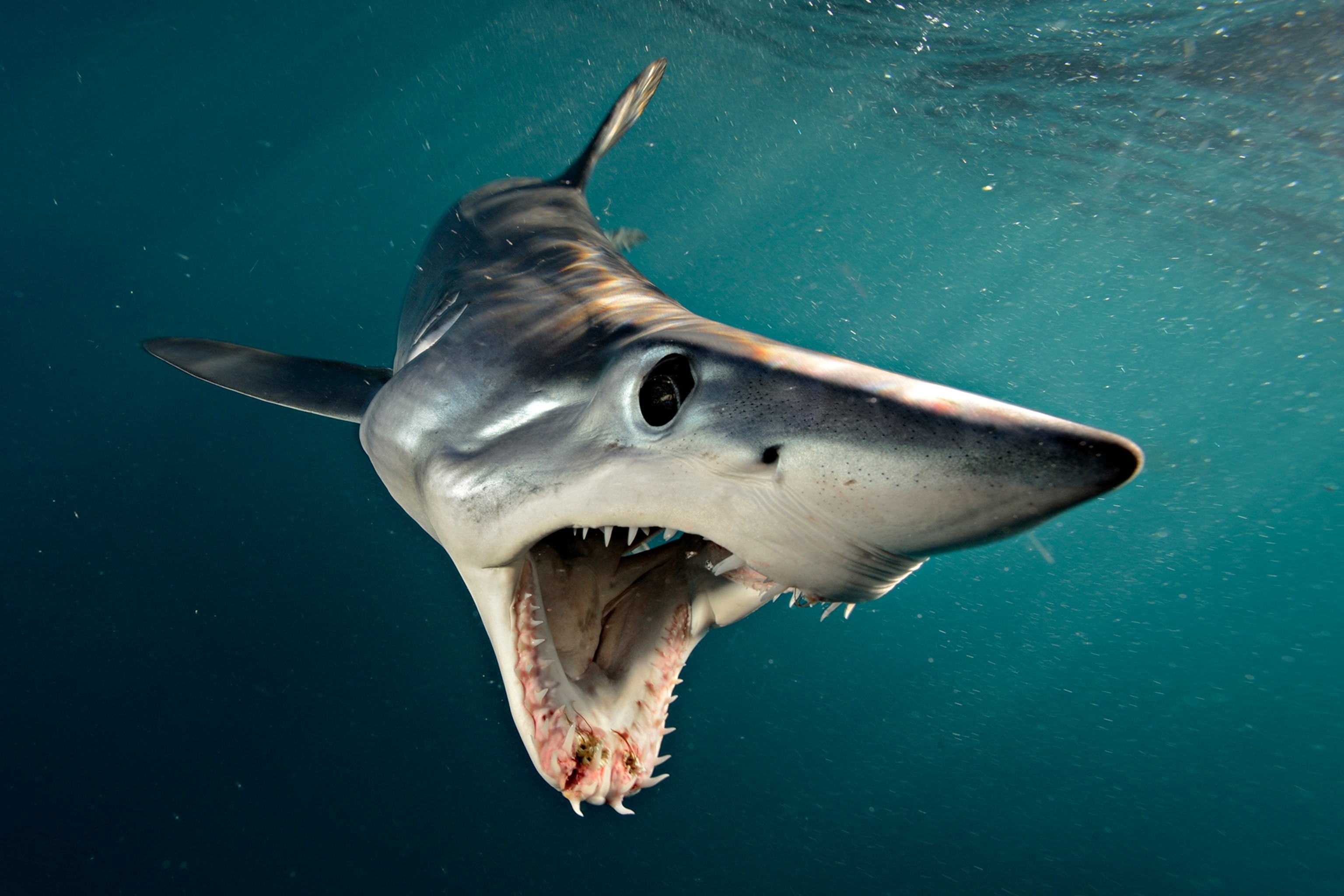 One of biggest great white sharks seen feasting on sperm whale in rare ...