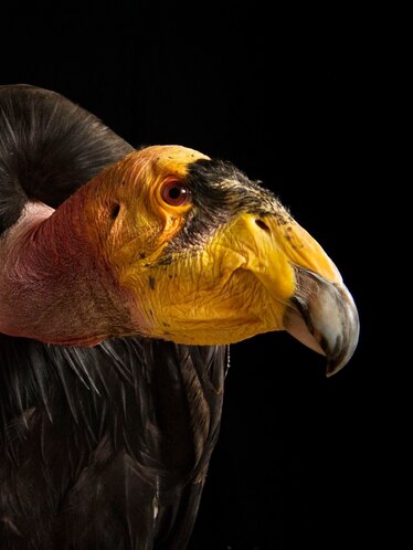 California condor, facts and photos