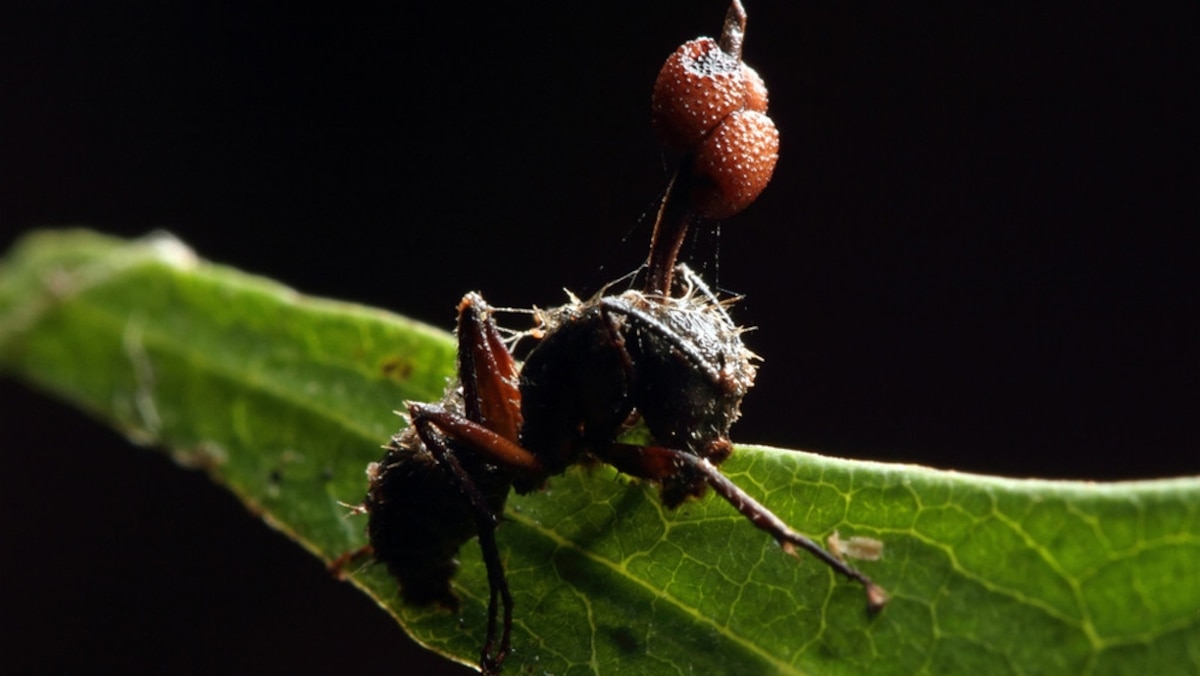 Zombies Snipers At The Doorstep | National Geographic