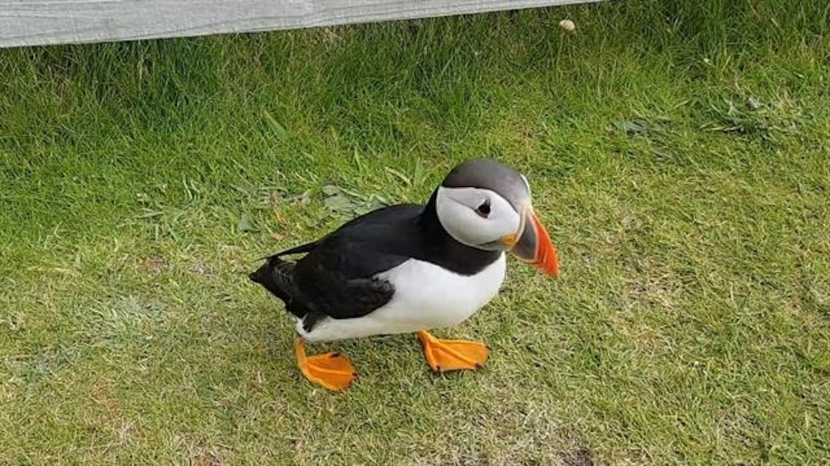 Watch This Curious Puffin Befriend a Tourist | National Geographic