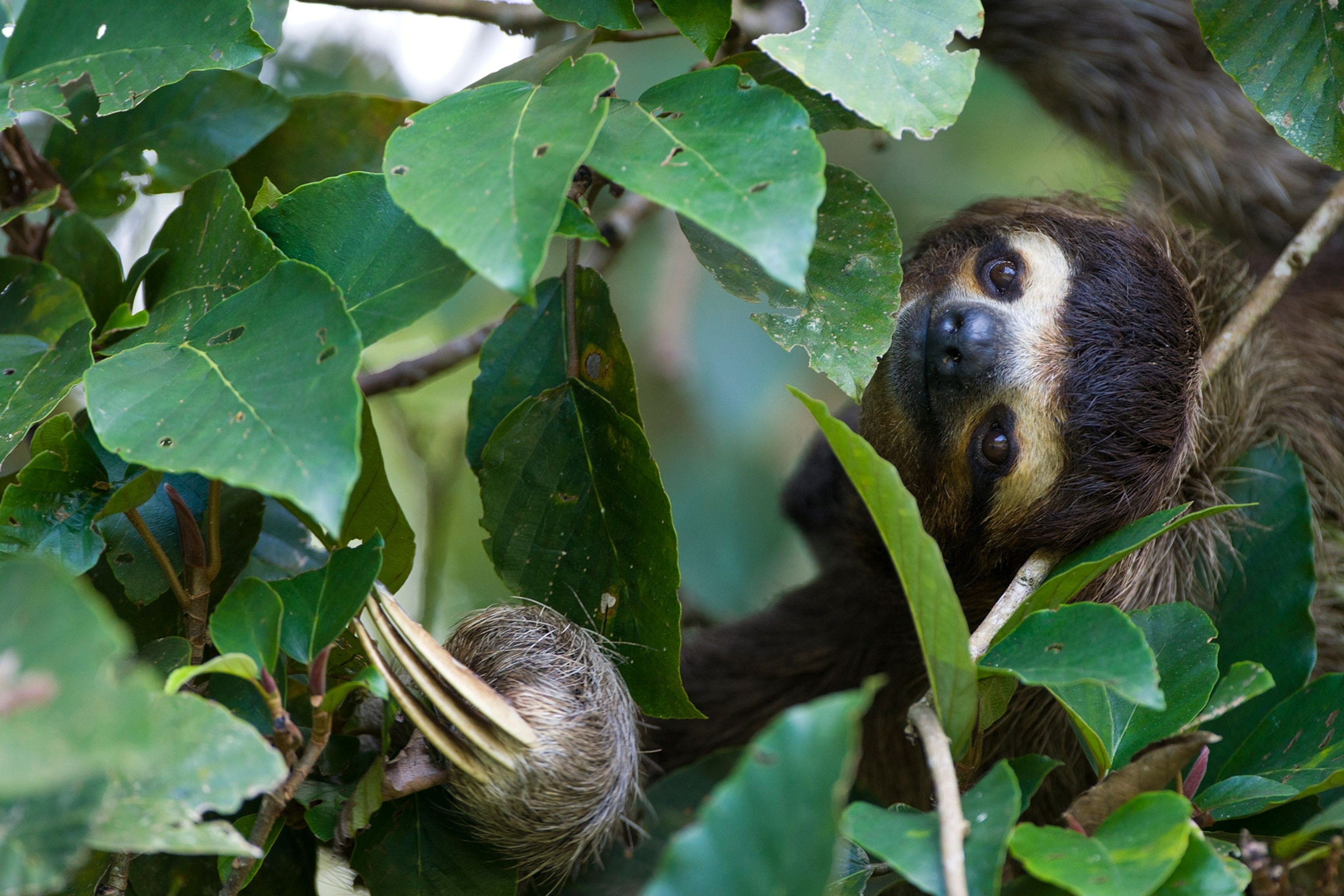 Sloths May Be Slow, But They're Not Stupid