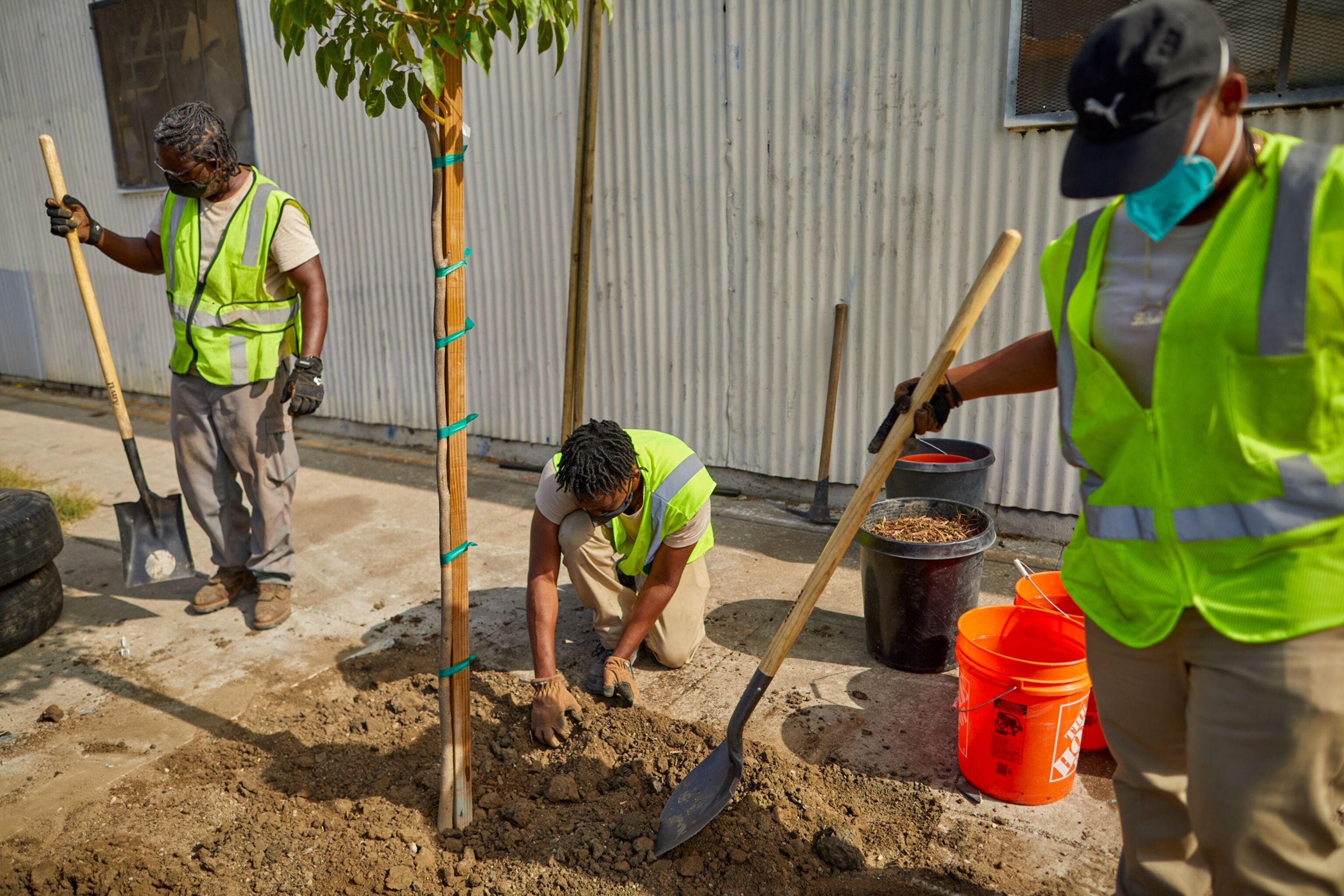 The surprising way that millions of new trees could transform America