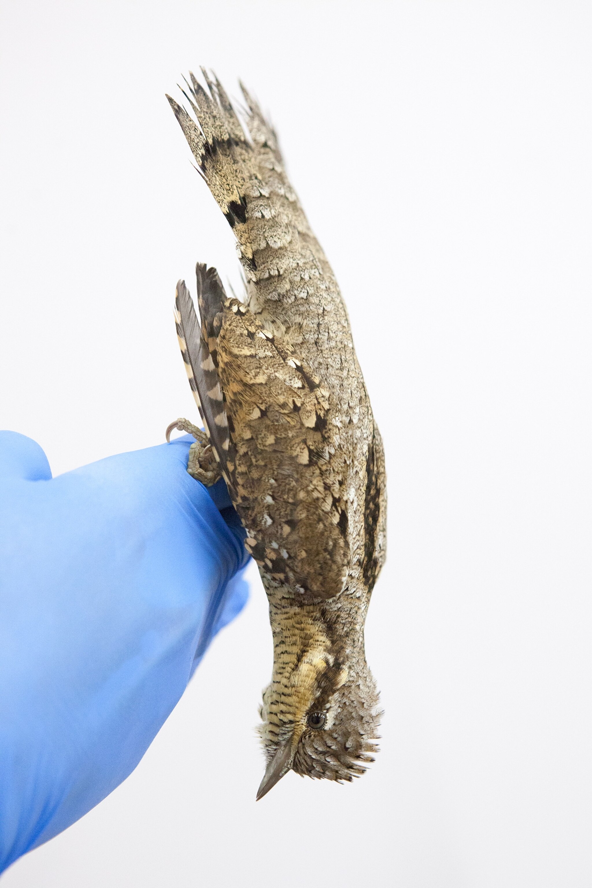 Human Hands Hold the Fate of These Fragile Birds | National Geographic