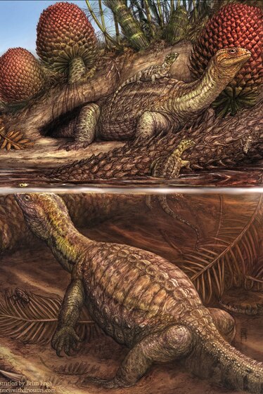 'Ridiculously rare' case of cancer found in fossil turtle