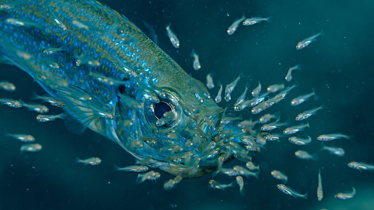 Meet cichlids: These fish are doting parents, builders, and dancers ...