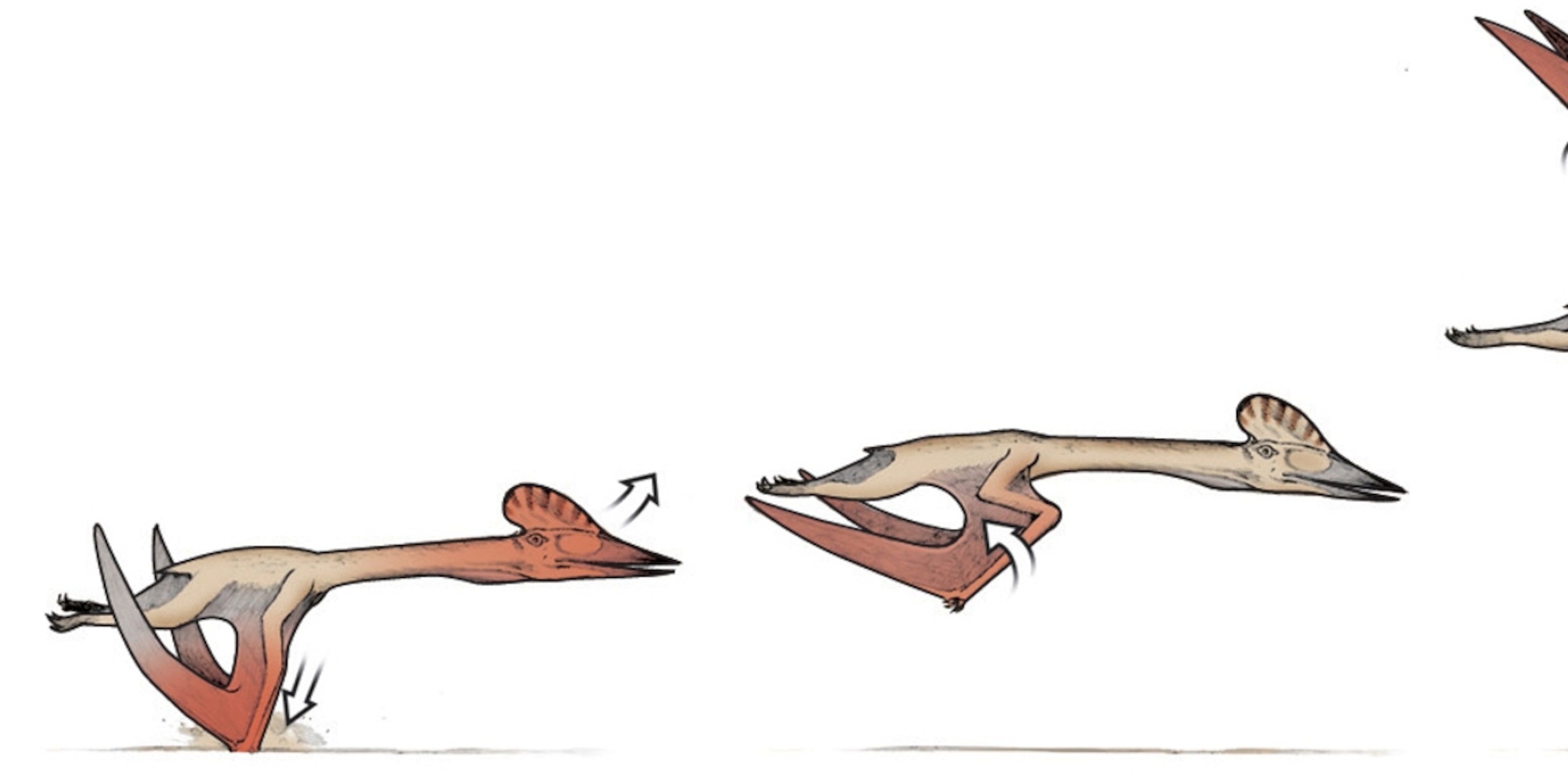New Golden Age for Pterosaurs, Flying Reptiles of the Dinosaur Era