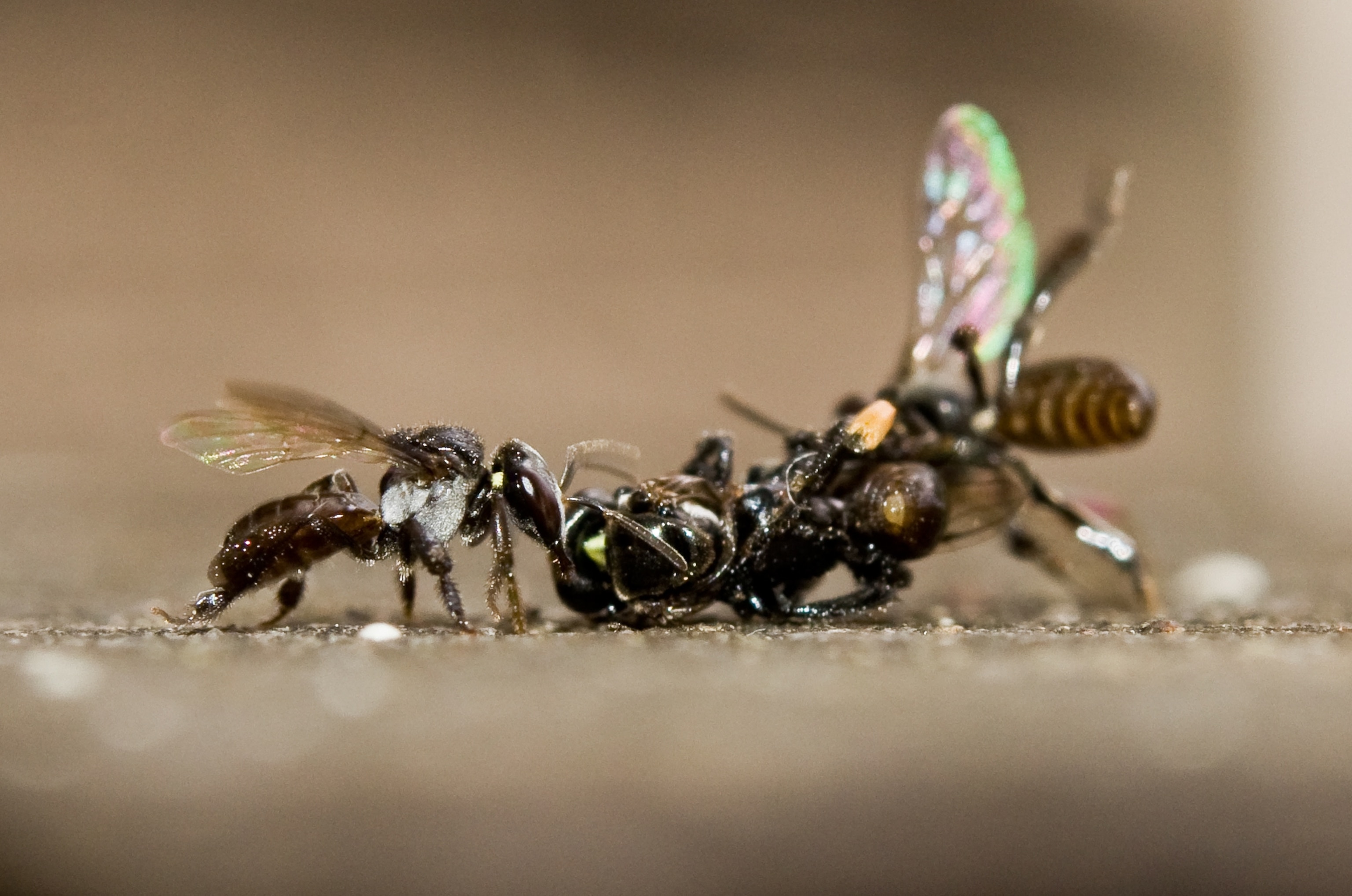 Bees Wage Surprisingly Violent Wars—And Females Do the Fighting ...