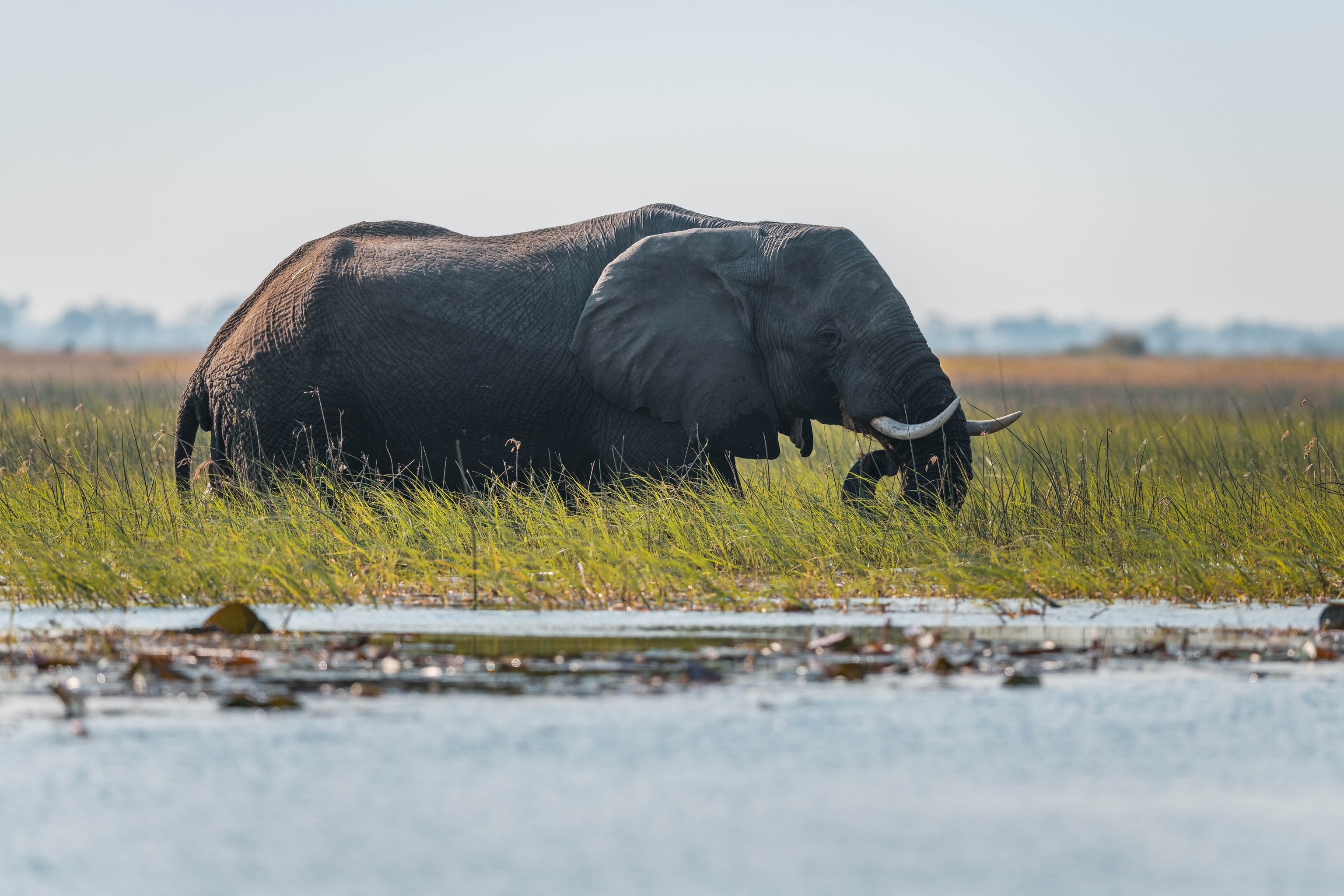 A circle of life in the Okavango Basin